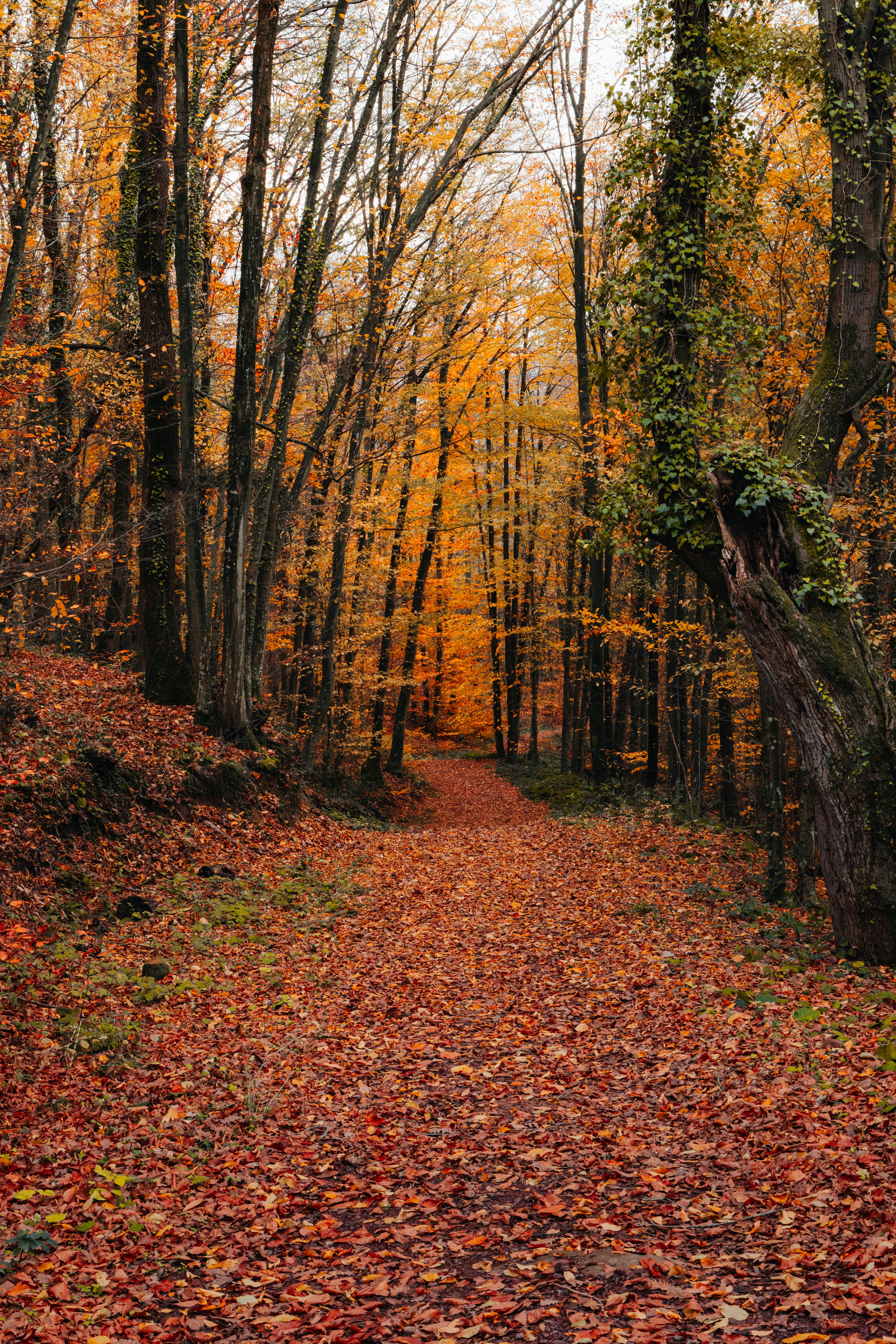 Beautiful Forest Photos, Download The BEST Free Beautiful Forest Stock ...