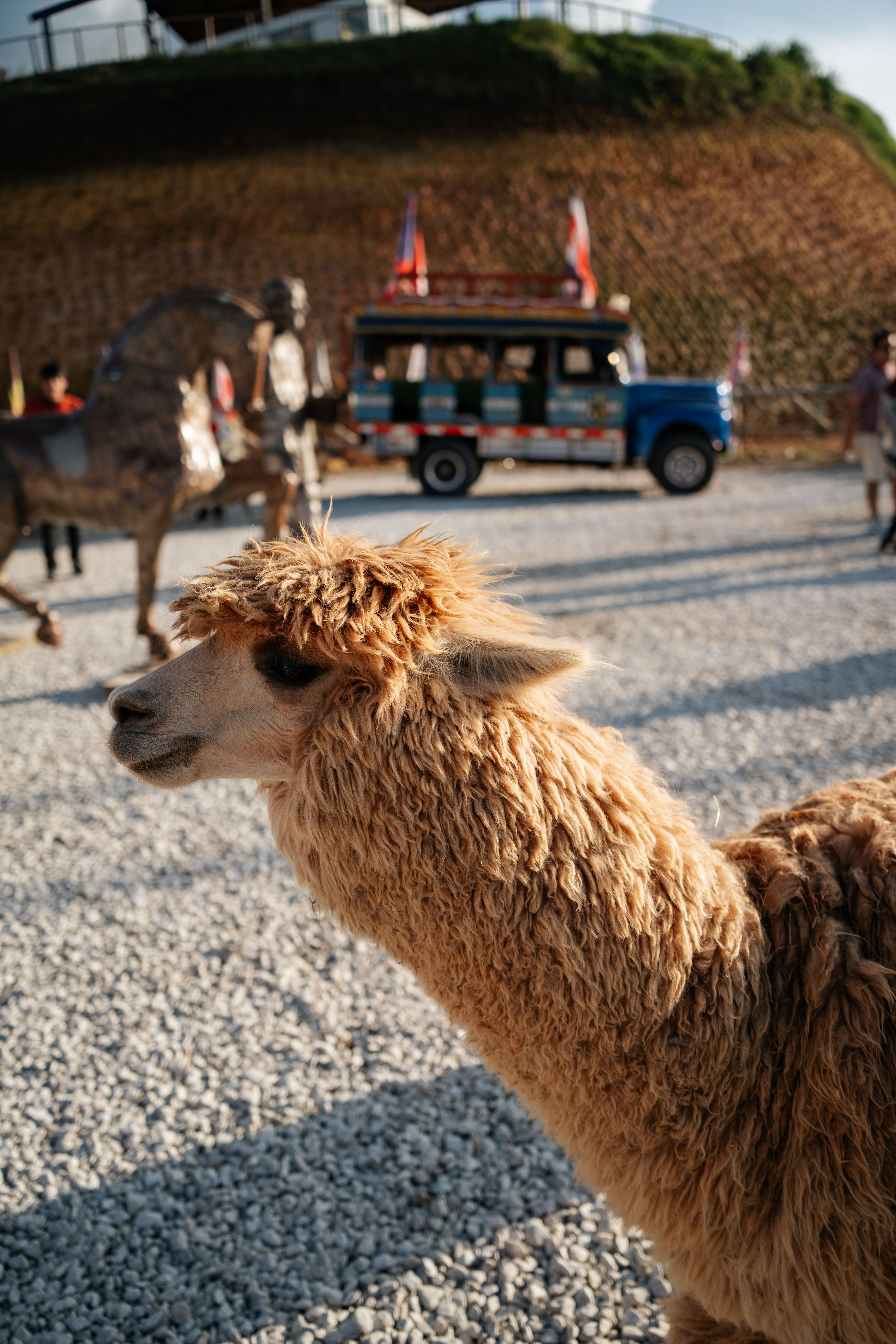 Alpaca Grazing in Guatape with Vintage Transport · Free Stock Photo