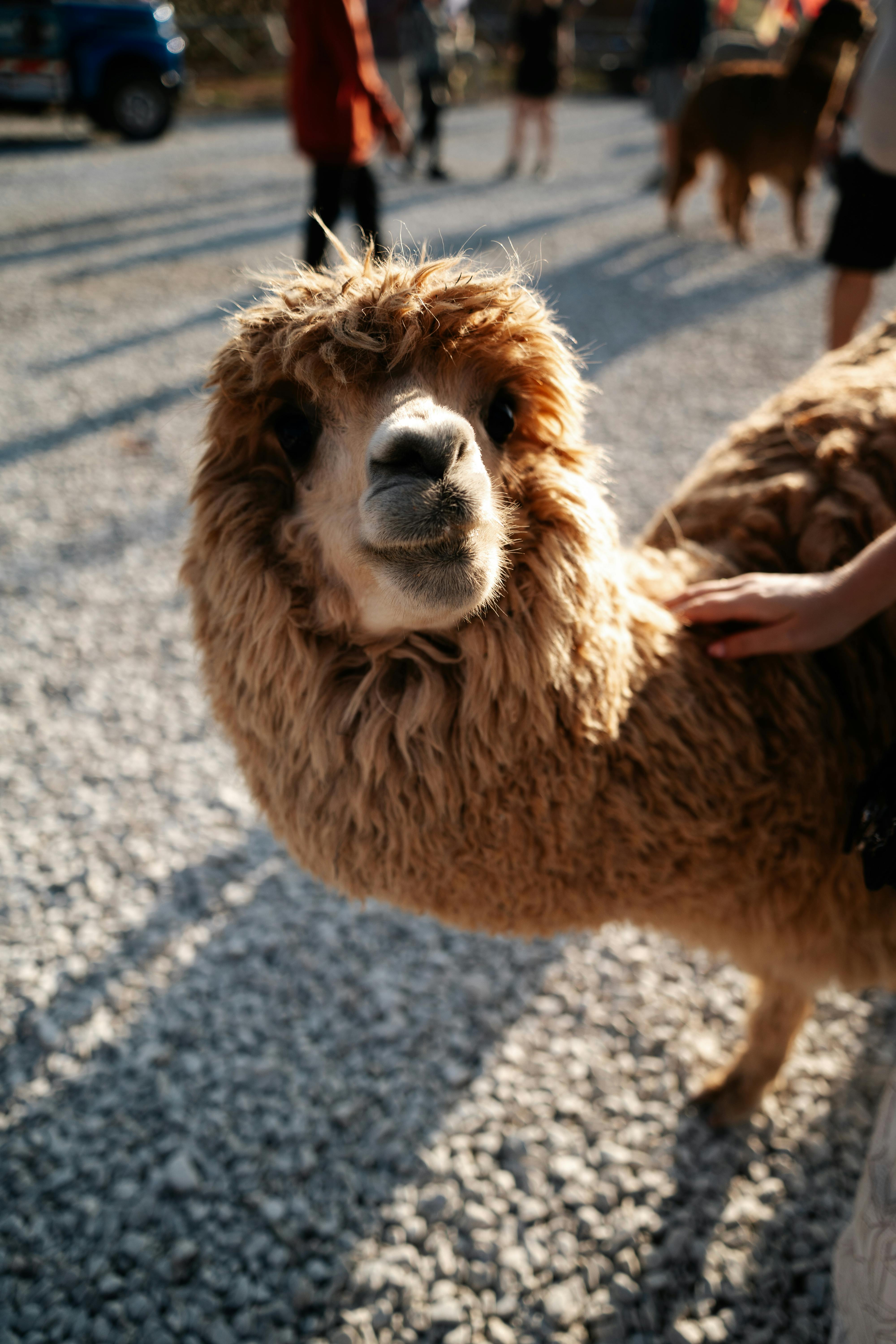 Foto de stock gratuita sobre al aire libre, alpaca, américa del sur ...