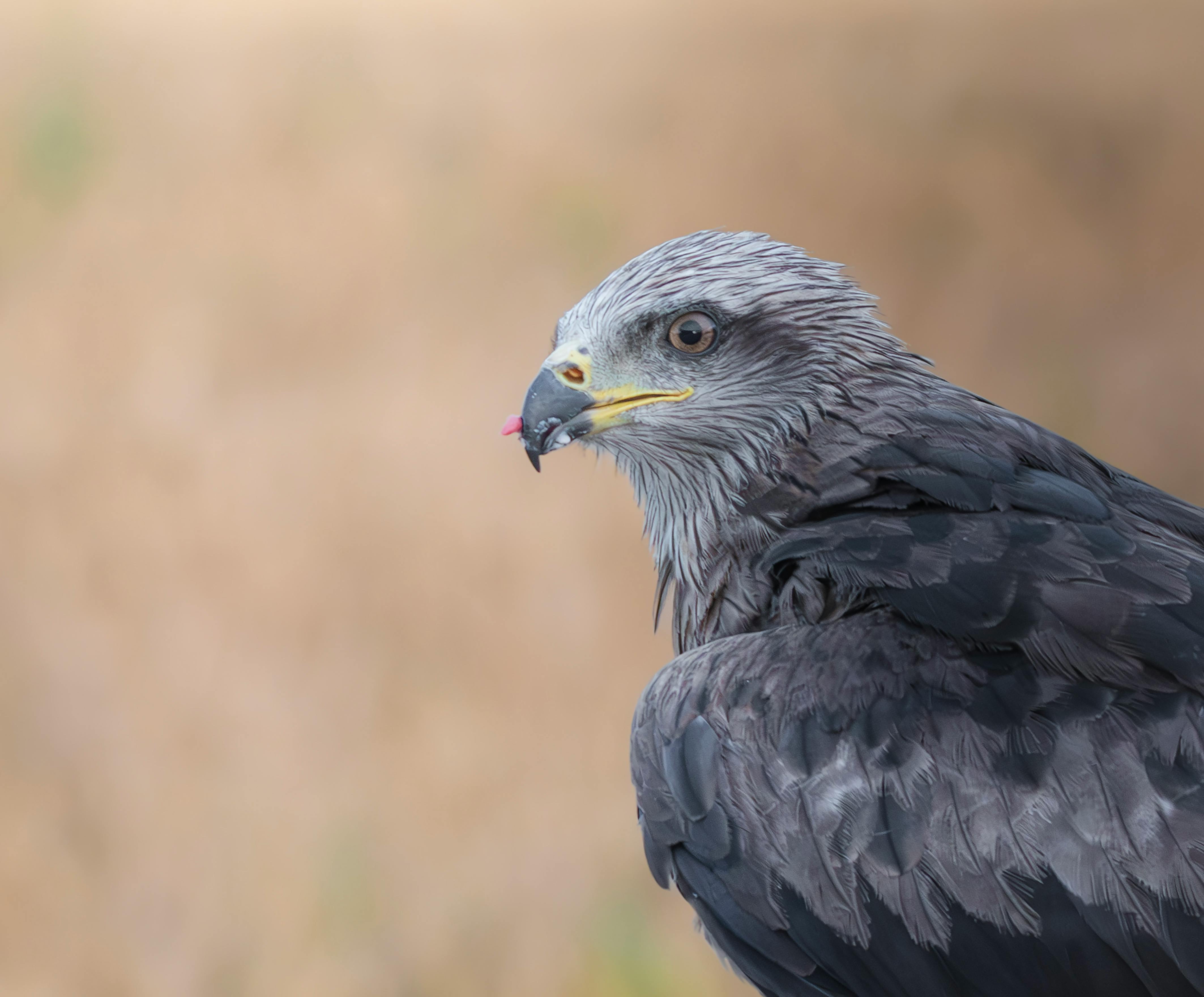 Close-up Portrait of a Black Kite in the Wild · Free Stock Photo