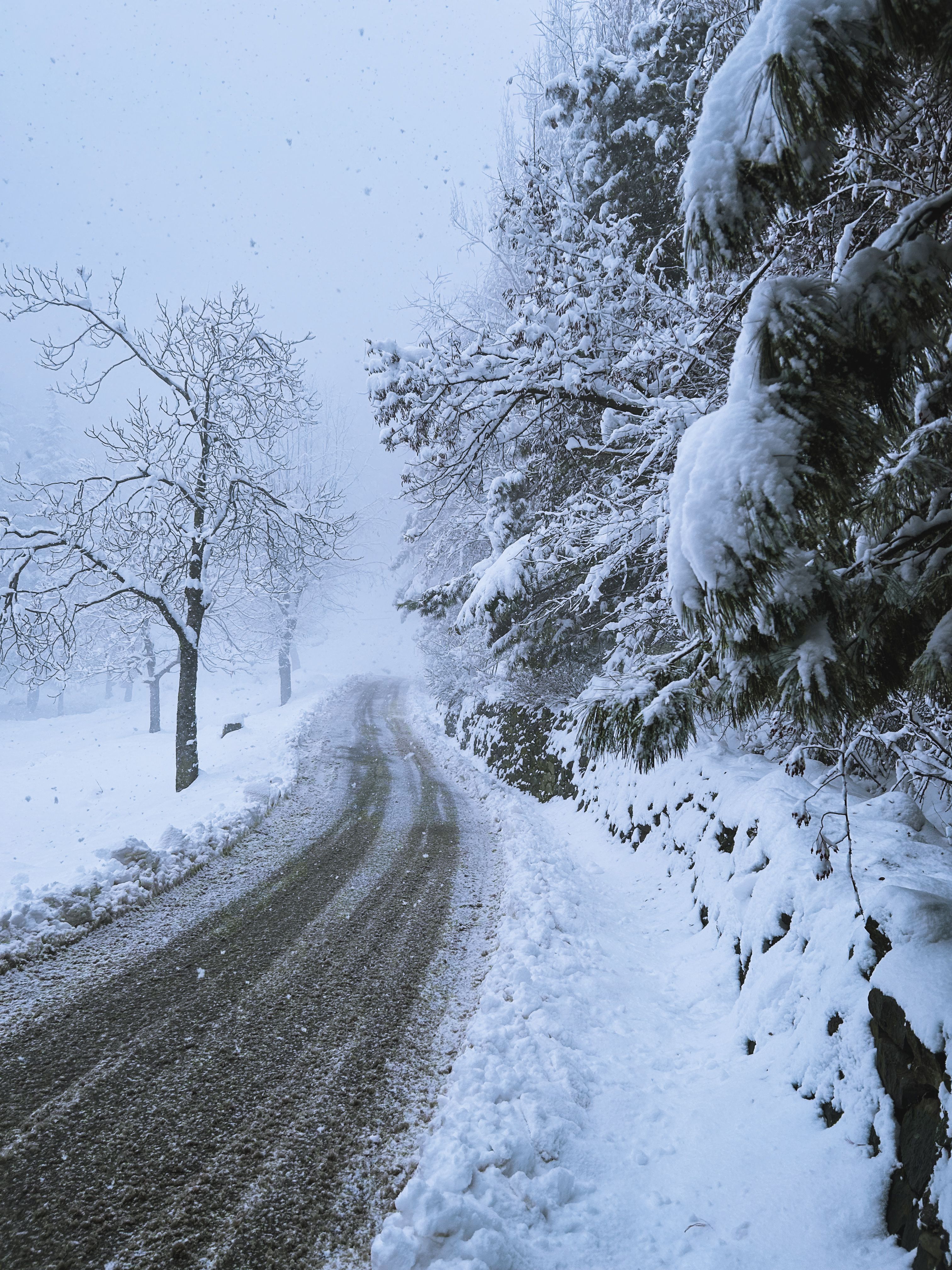 Snowy Winter Road Through Frosted Forest · Free Stock Photo