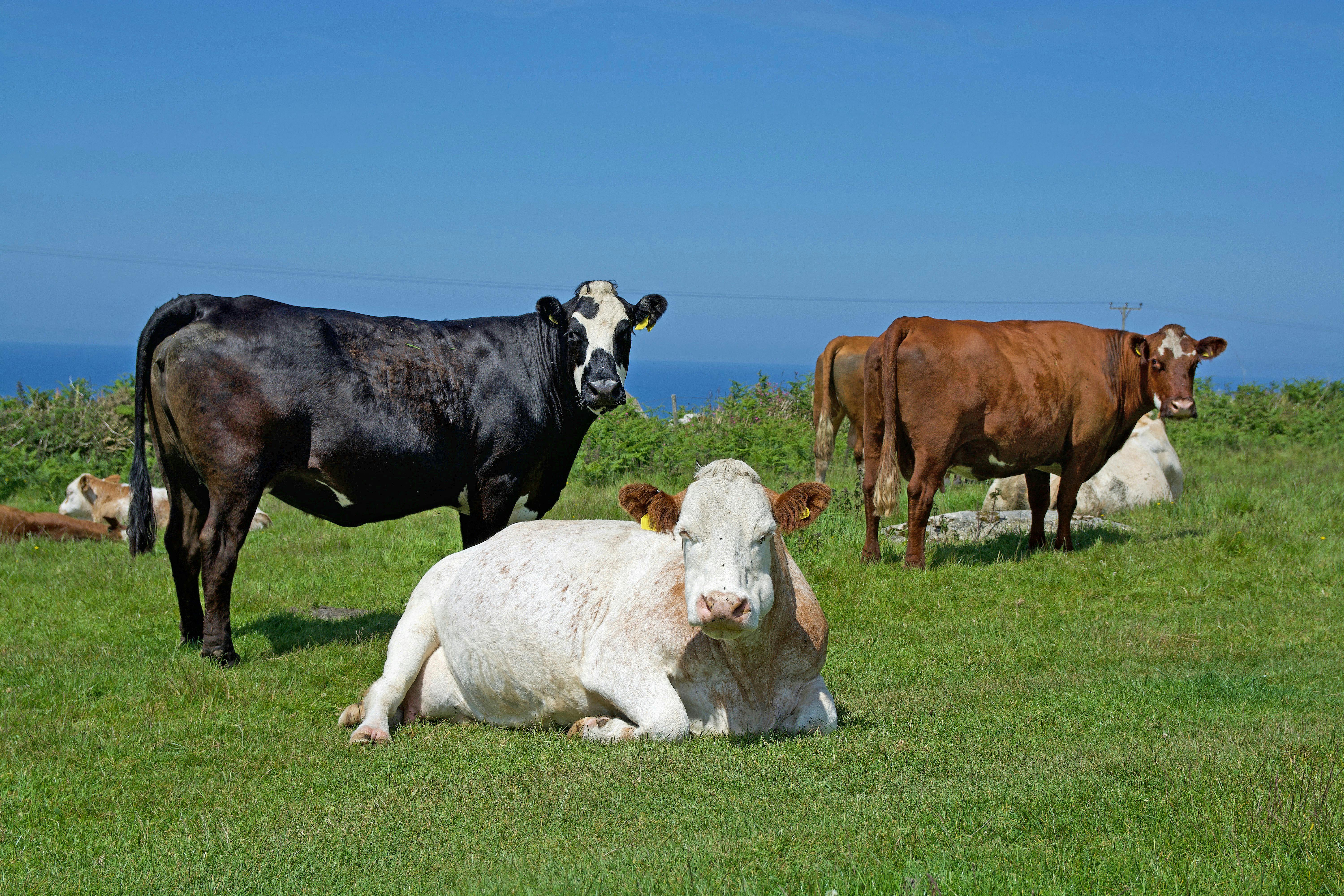 Free Range Cows Photos, Download The BEST Free Free Range Cows Stock ...