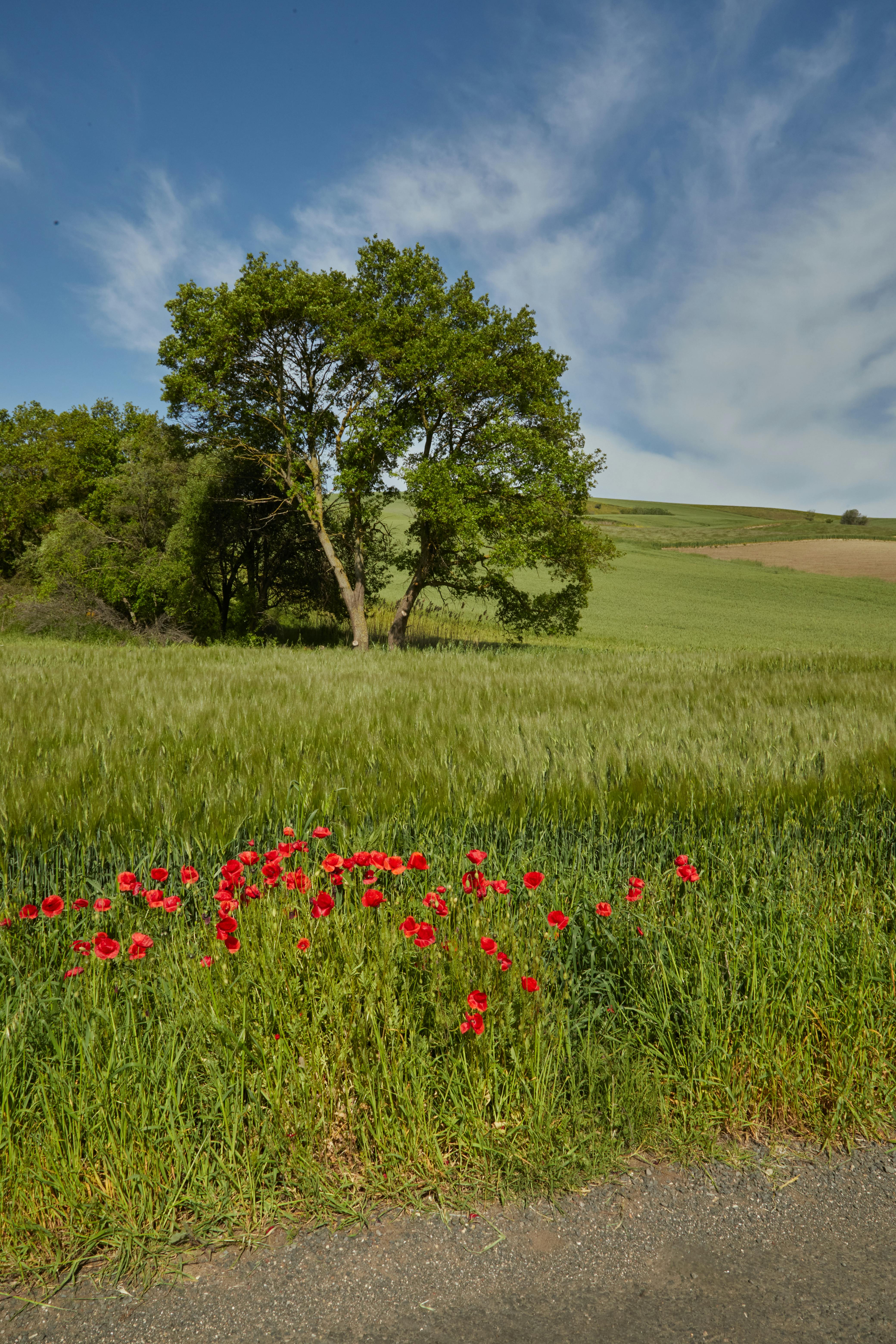 Ruby Flowers Photos, Download The BEST Free Ruby Flowers Stock Photos ...