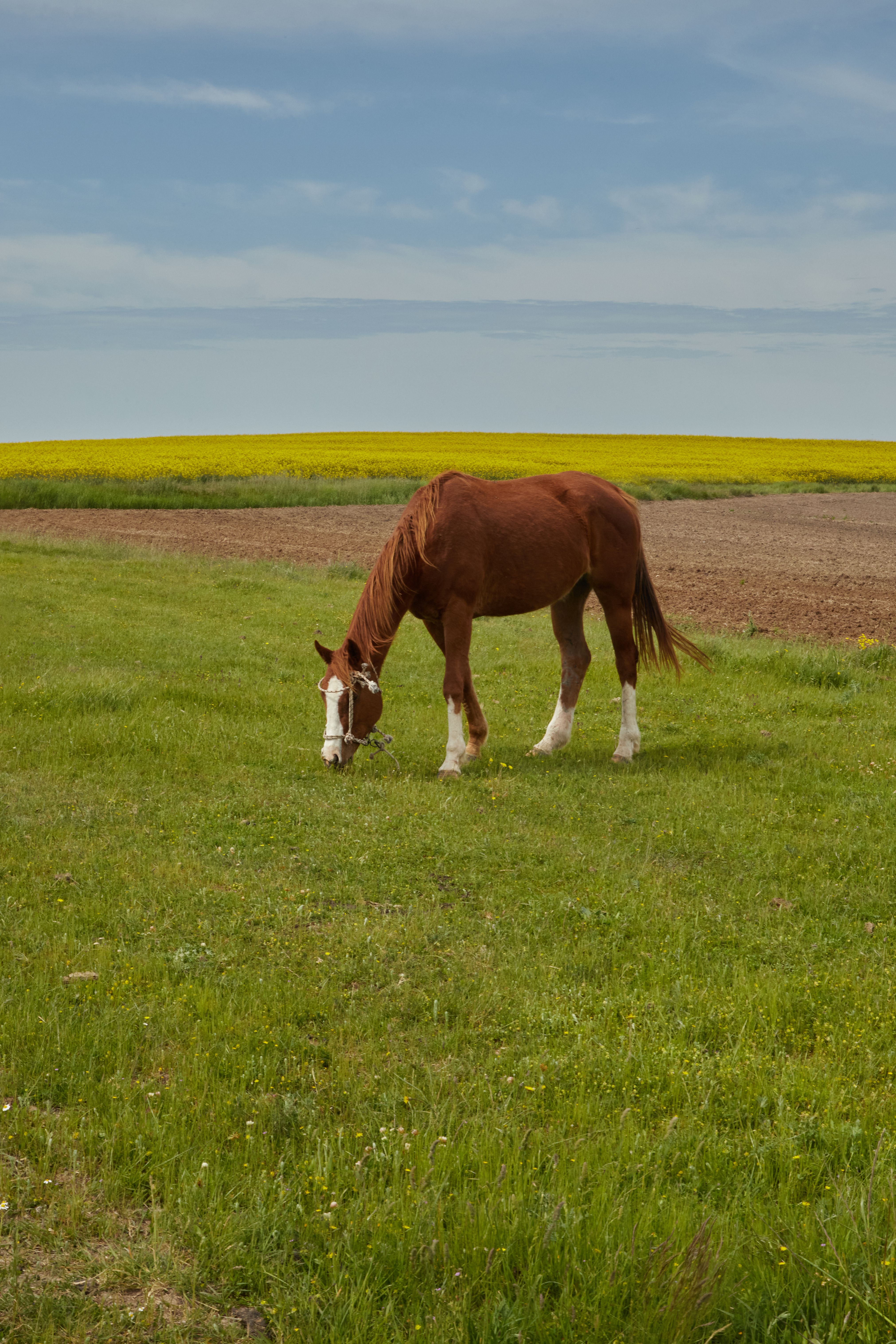 Peaceful Horse Grazing in Green Field · Free Stock Photo