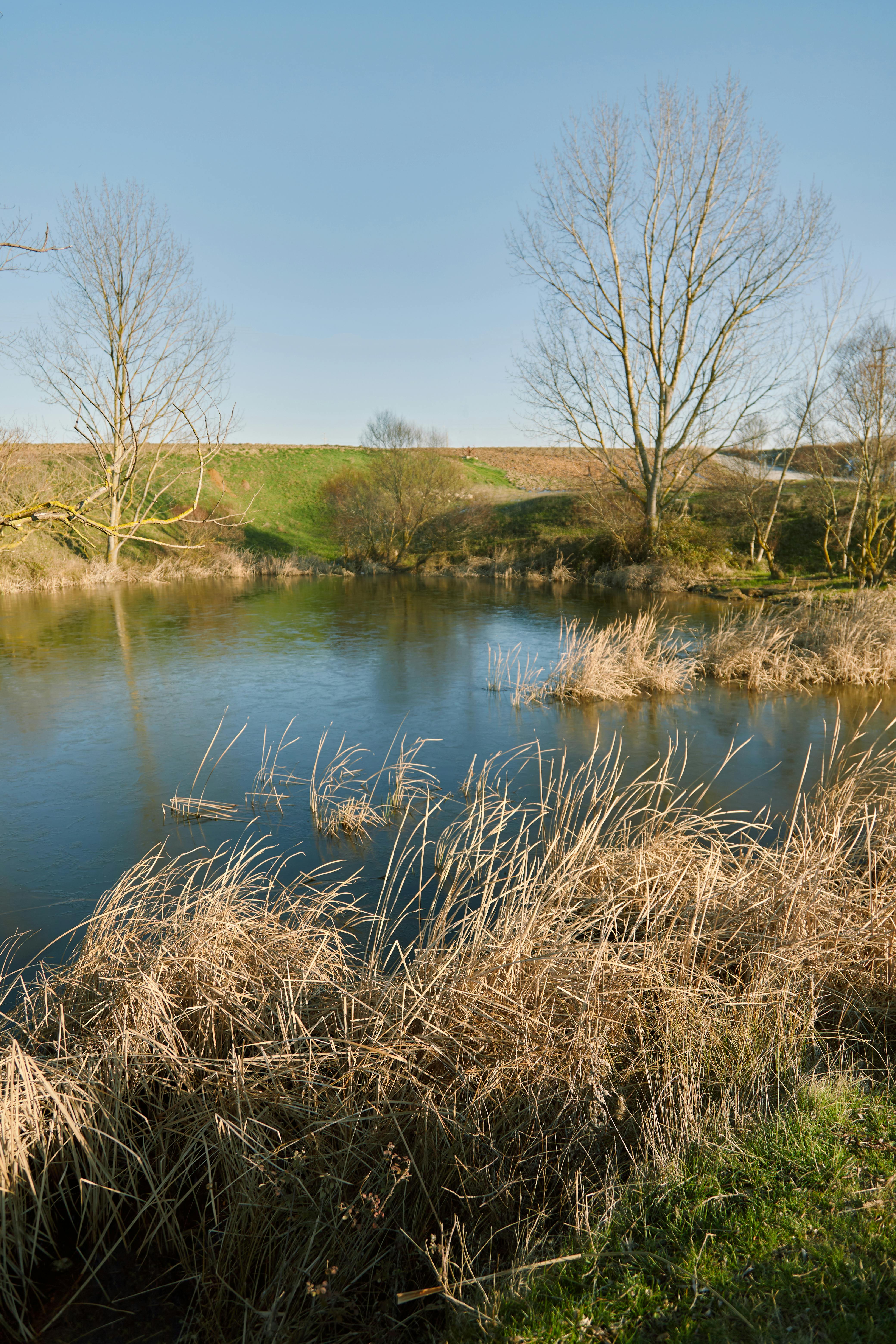 Serene Spring Landscape with Trees and Pond · Free Stock Photo