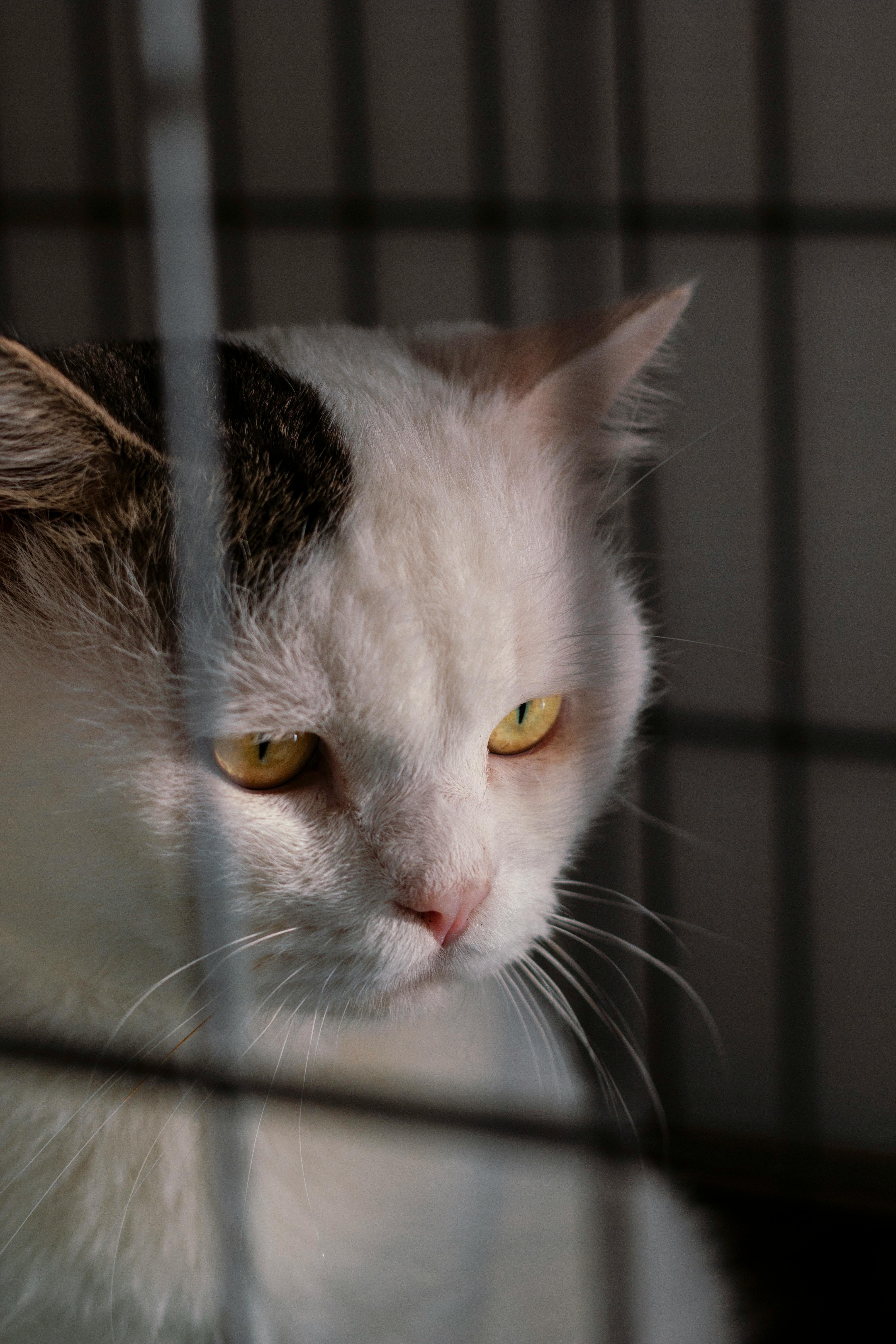 Cat Without Color Photos, Download The BEST Free Cat Without Color ...