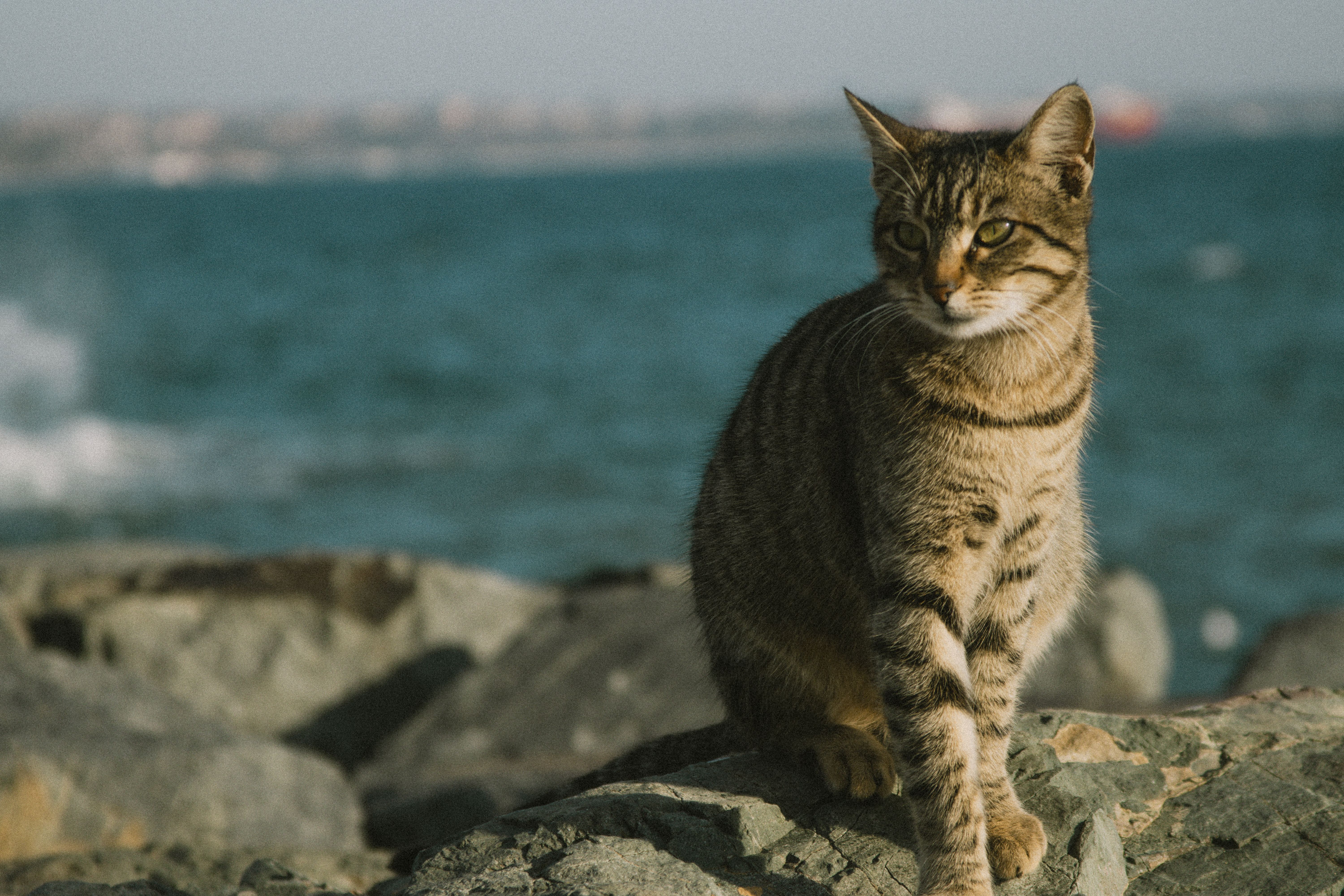 Kedi Surat Photos, Download The BEST Free Kedi Surat Stock Photos & HD ...