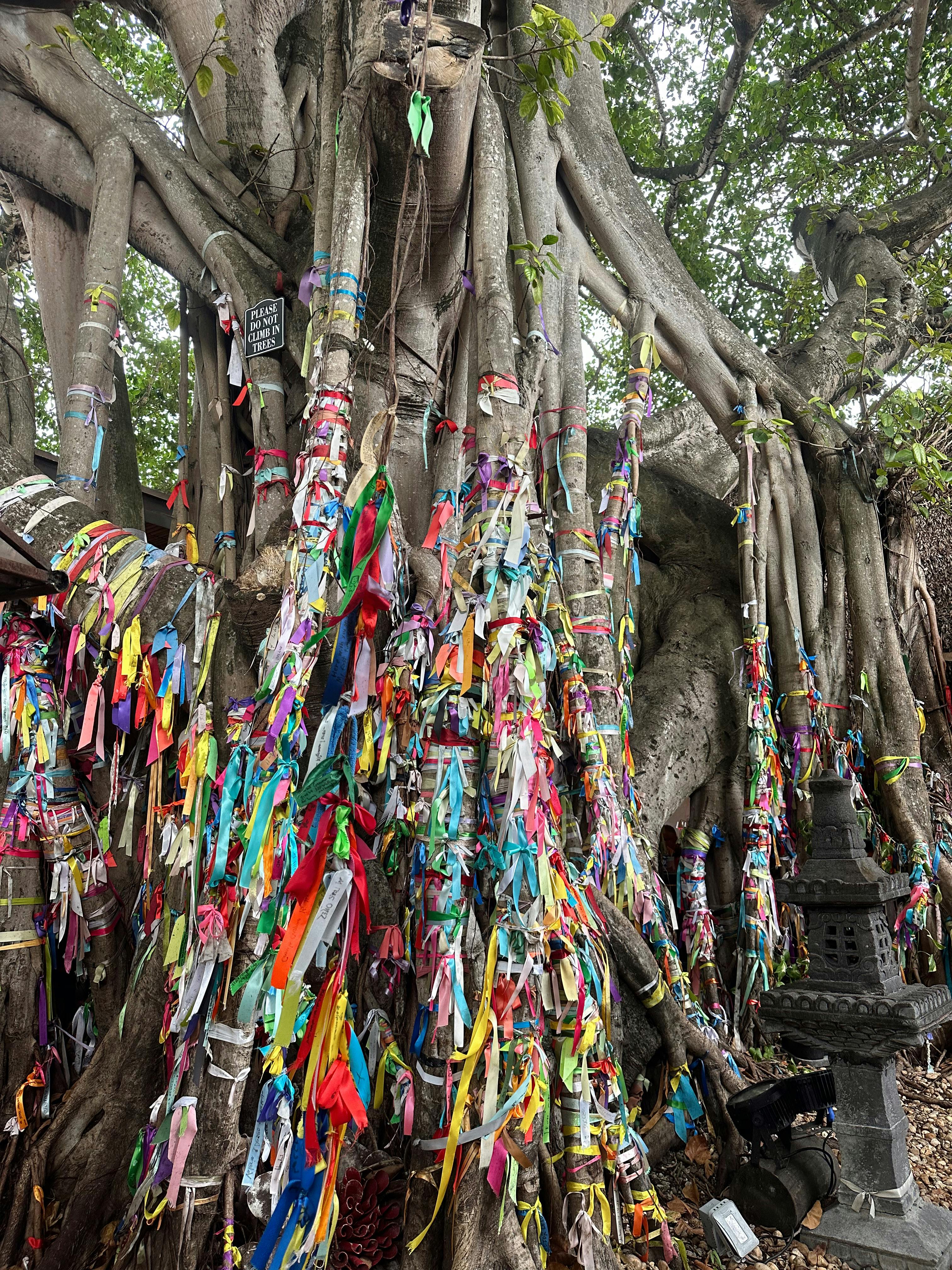Colorful Ribbons on Sacred Banyan Tree · Free Stock Photo