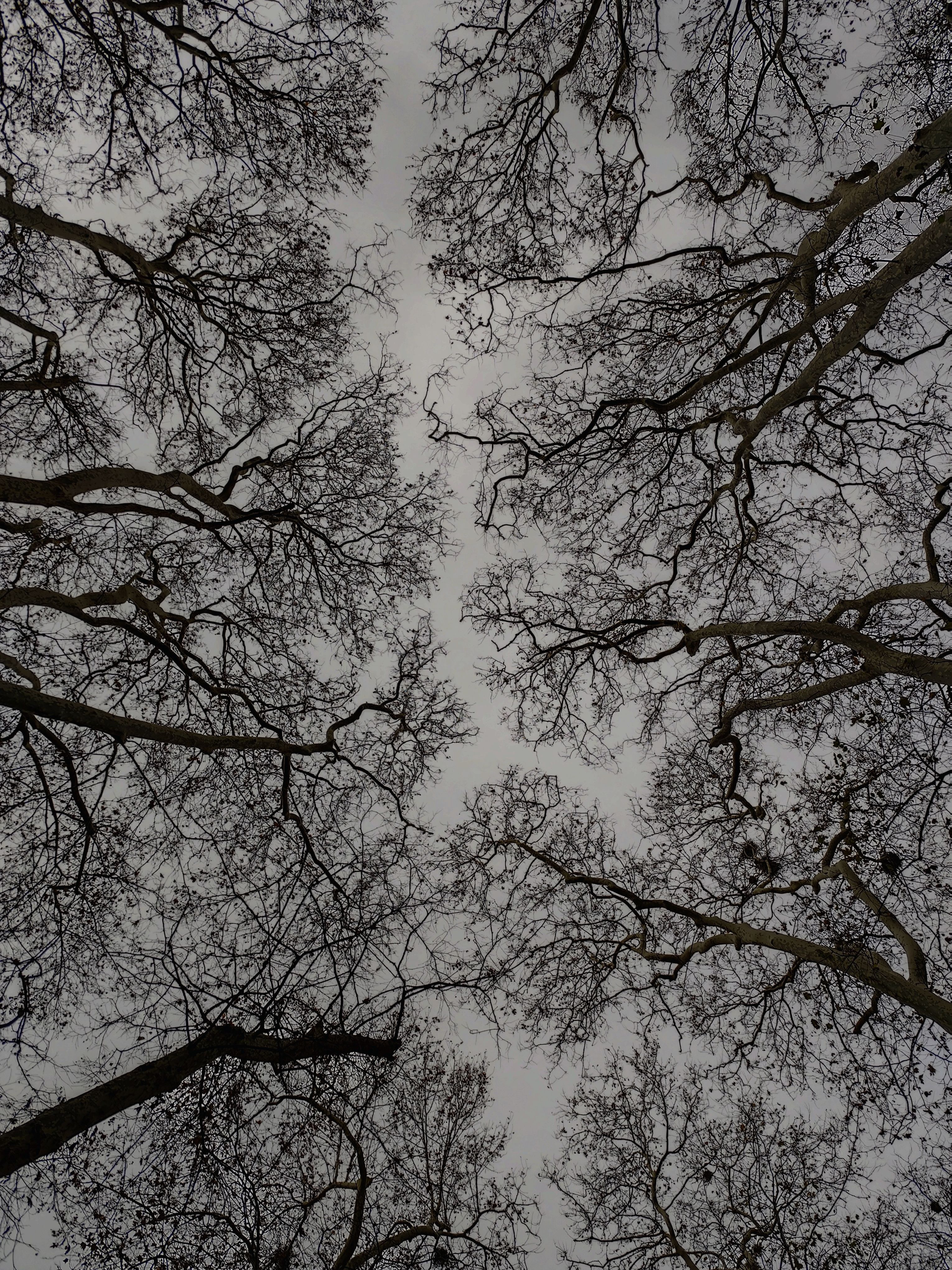 Bare Tree Canopies Viewed from Below in Winter · Free Stock Photo
