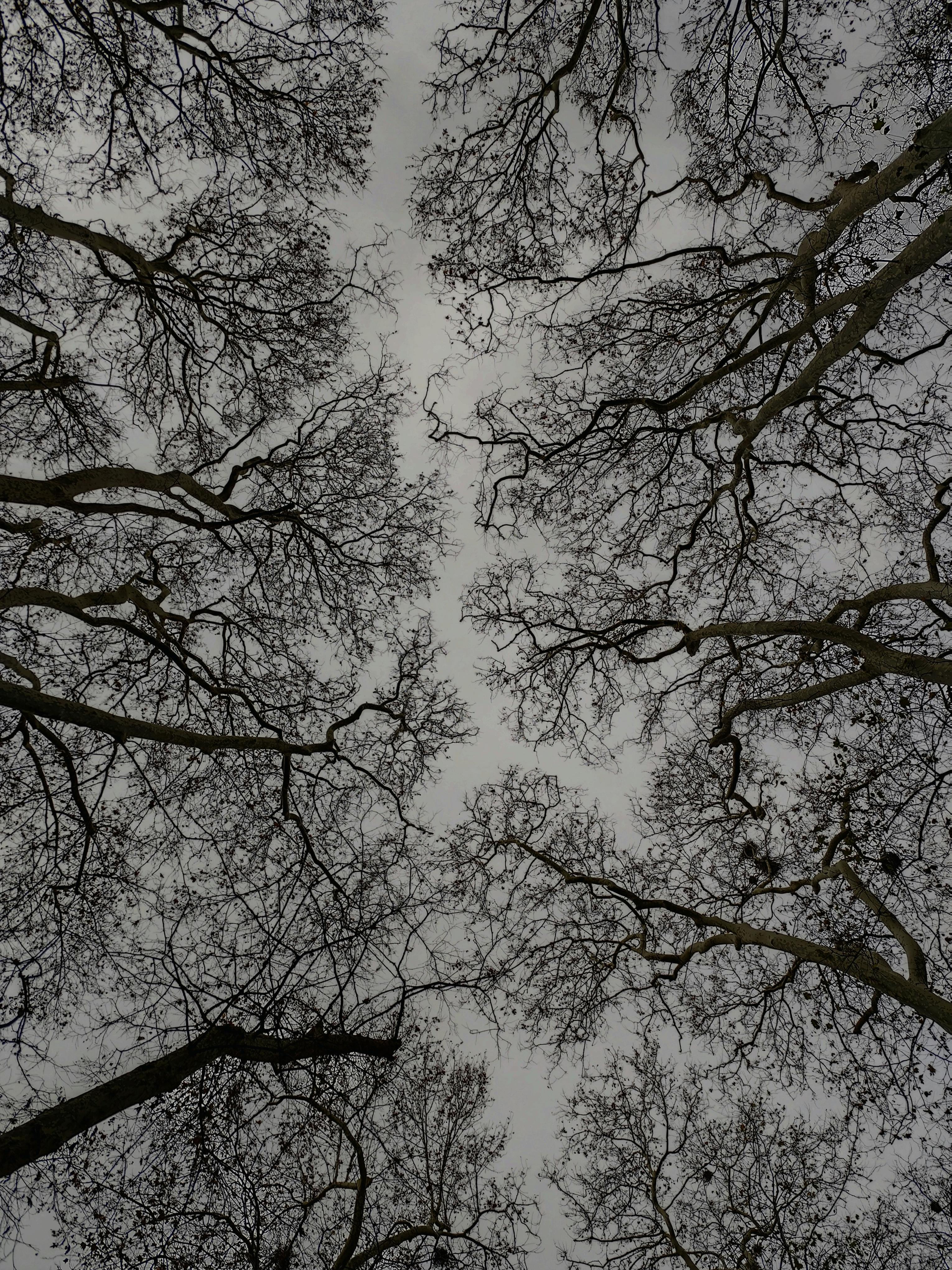 Tree Skeletons Photos, Download The BEST Free Tree Skeletons Stock ...