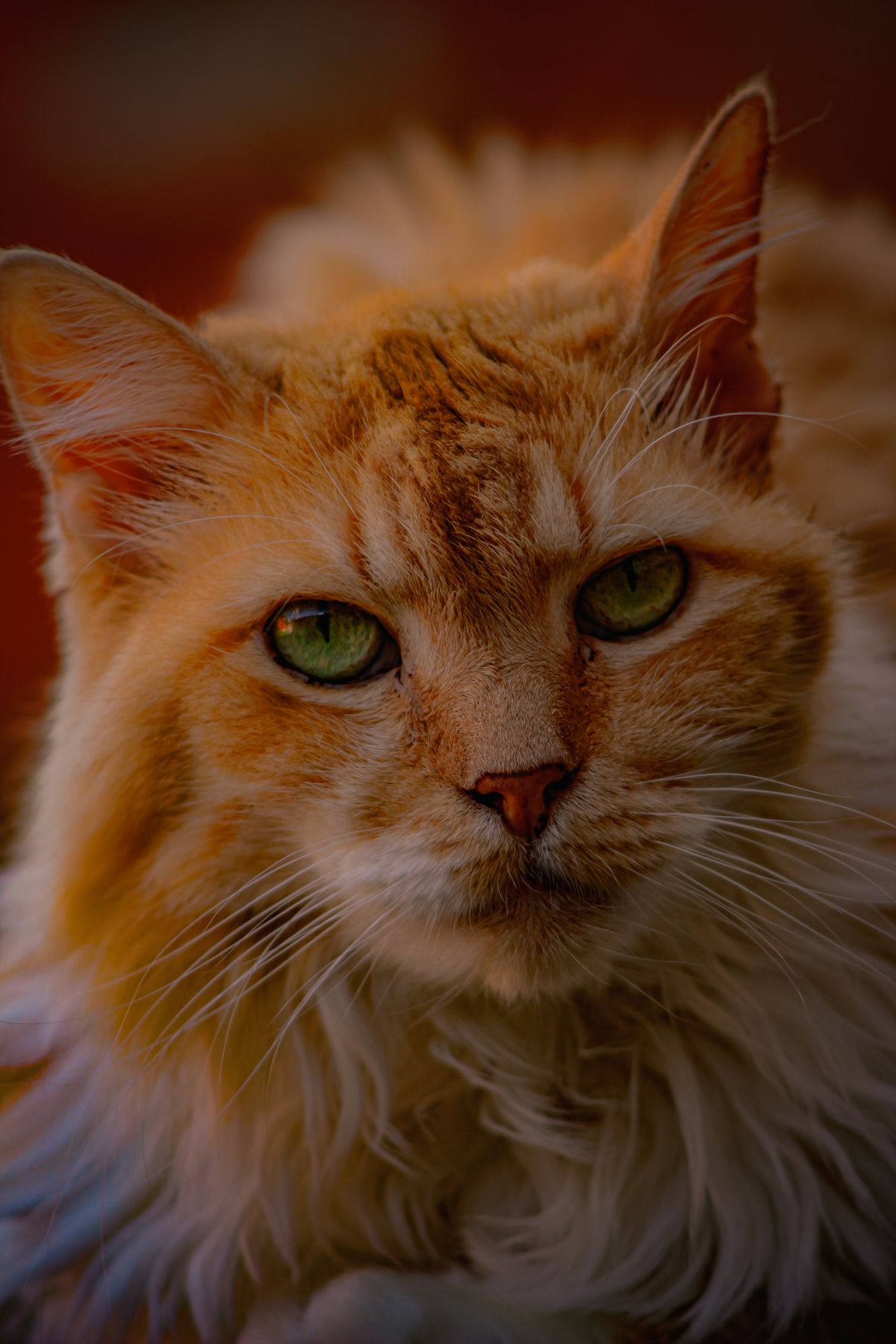Cat Portrait Close Up Photos, Download The BEST Free Cat Portrait Close ...