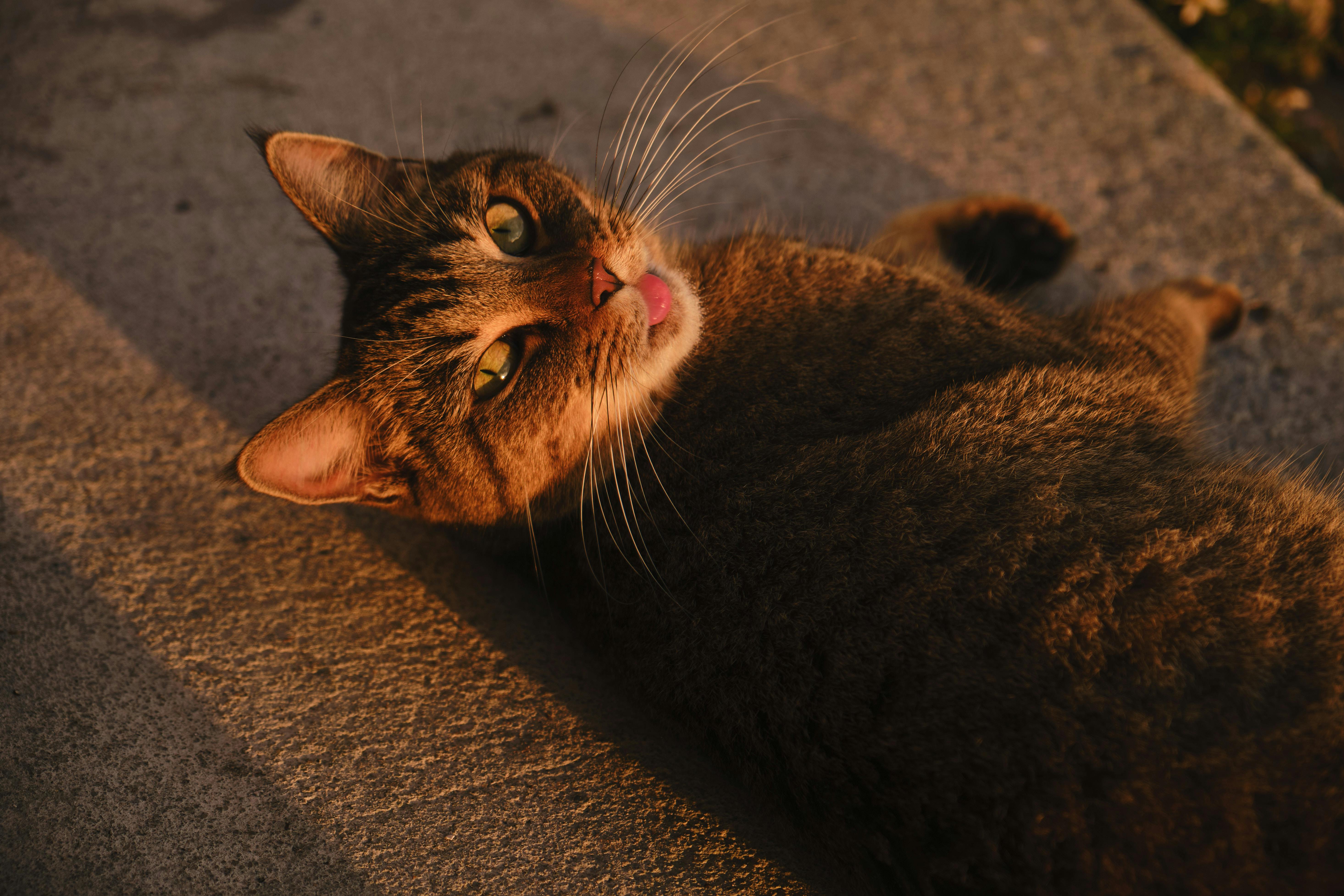 Relaxed Tabby Cat in Warm Sunset Light · Free Stock Photo