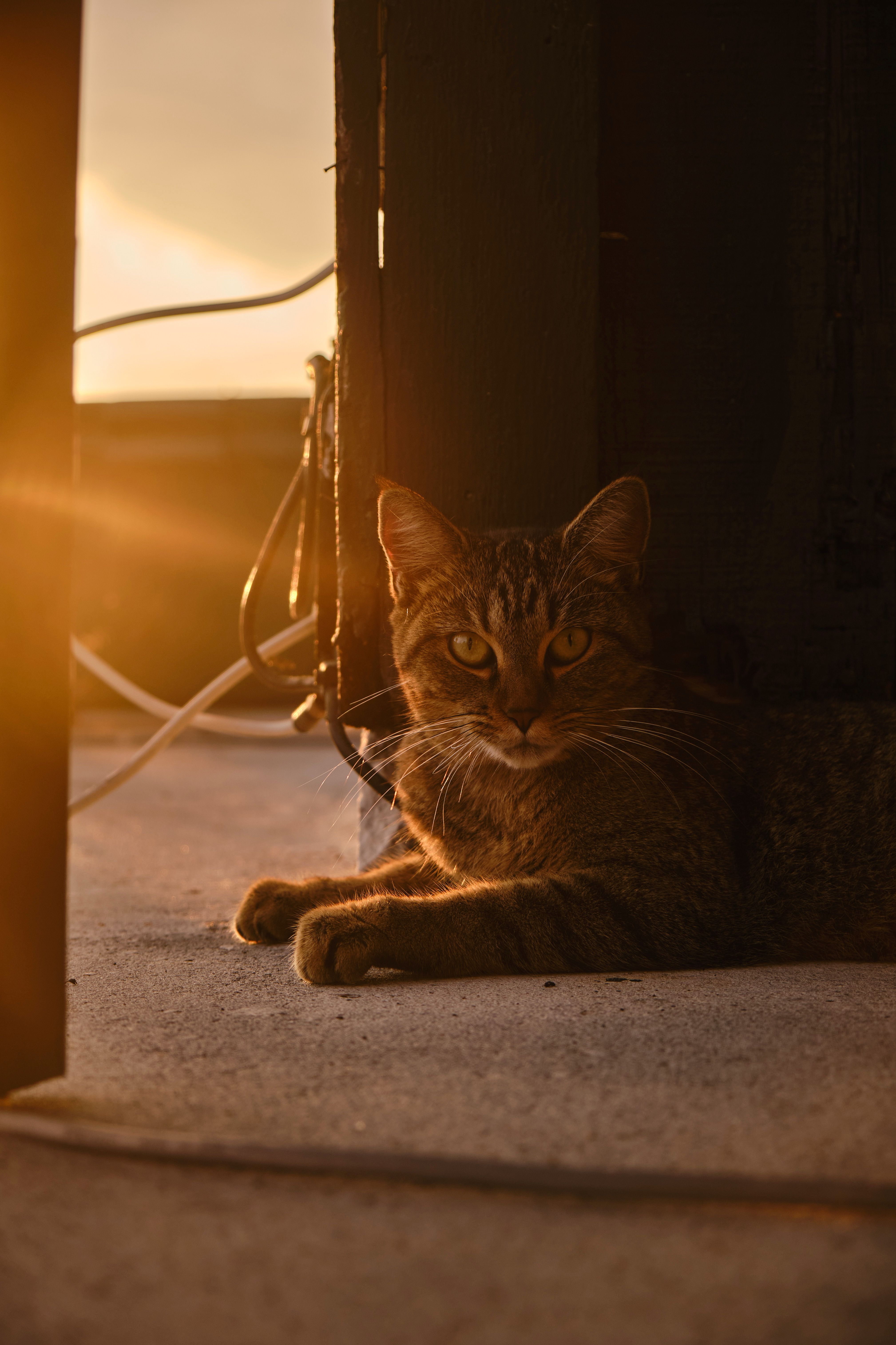 Questioning Cat Photos, Download The BEST Free Questioning Cat Stock ...