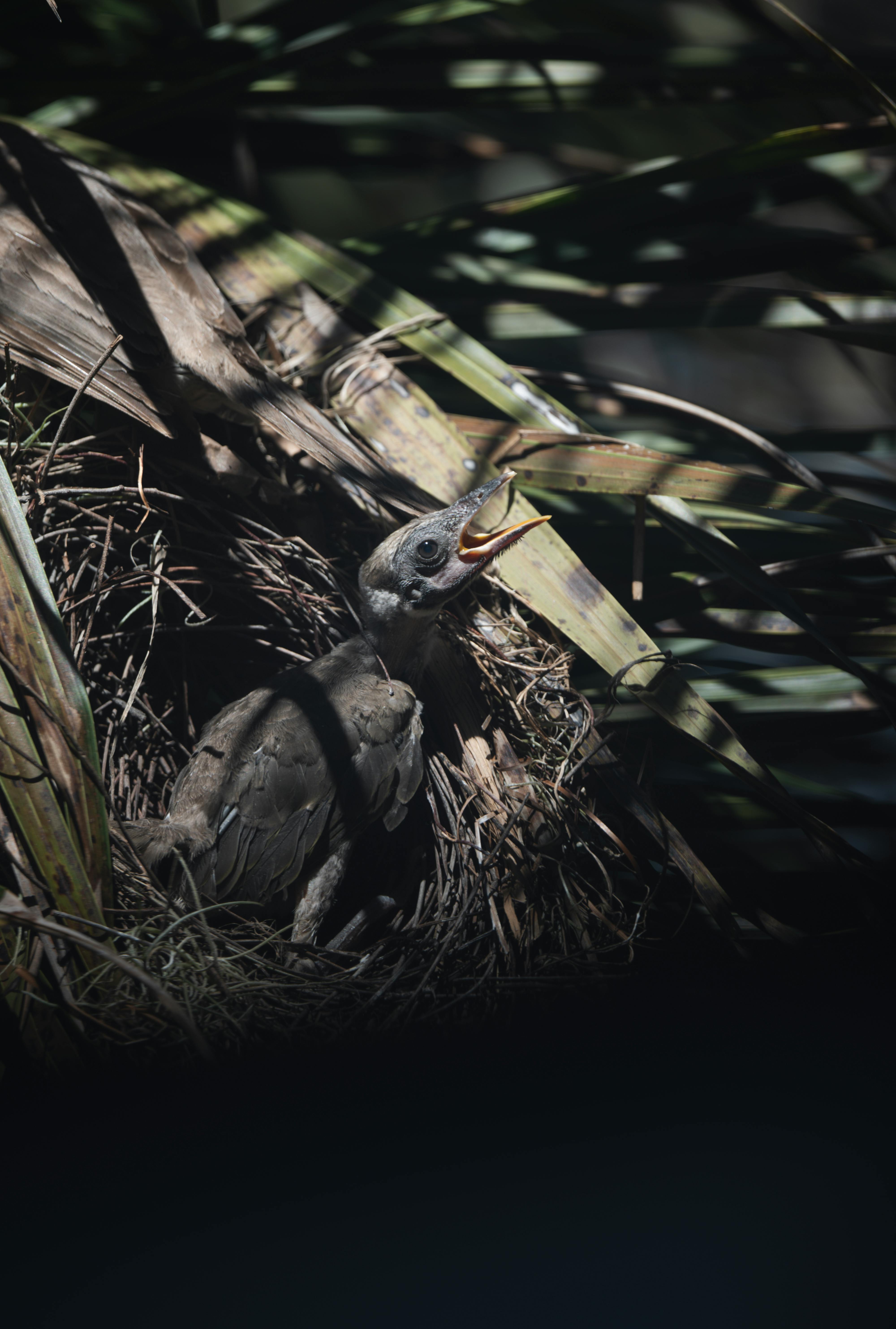 Baby Friarbird in Nest in Natural Habitat · Free Stock Photo