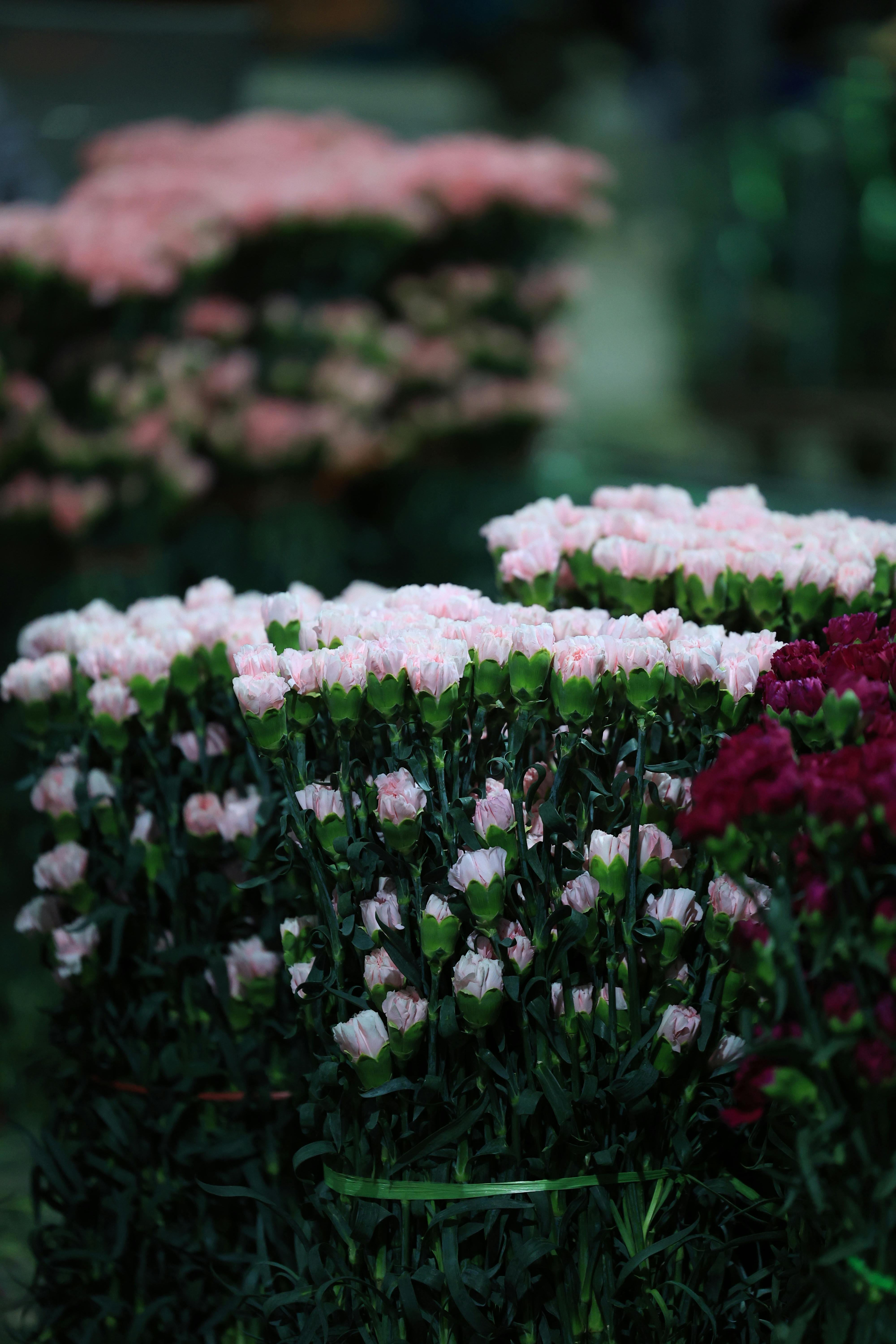 Vibrant Display of Carnation Flowers in Bloom · Free Stock Photo