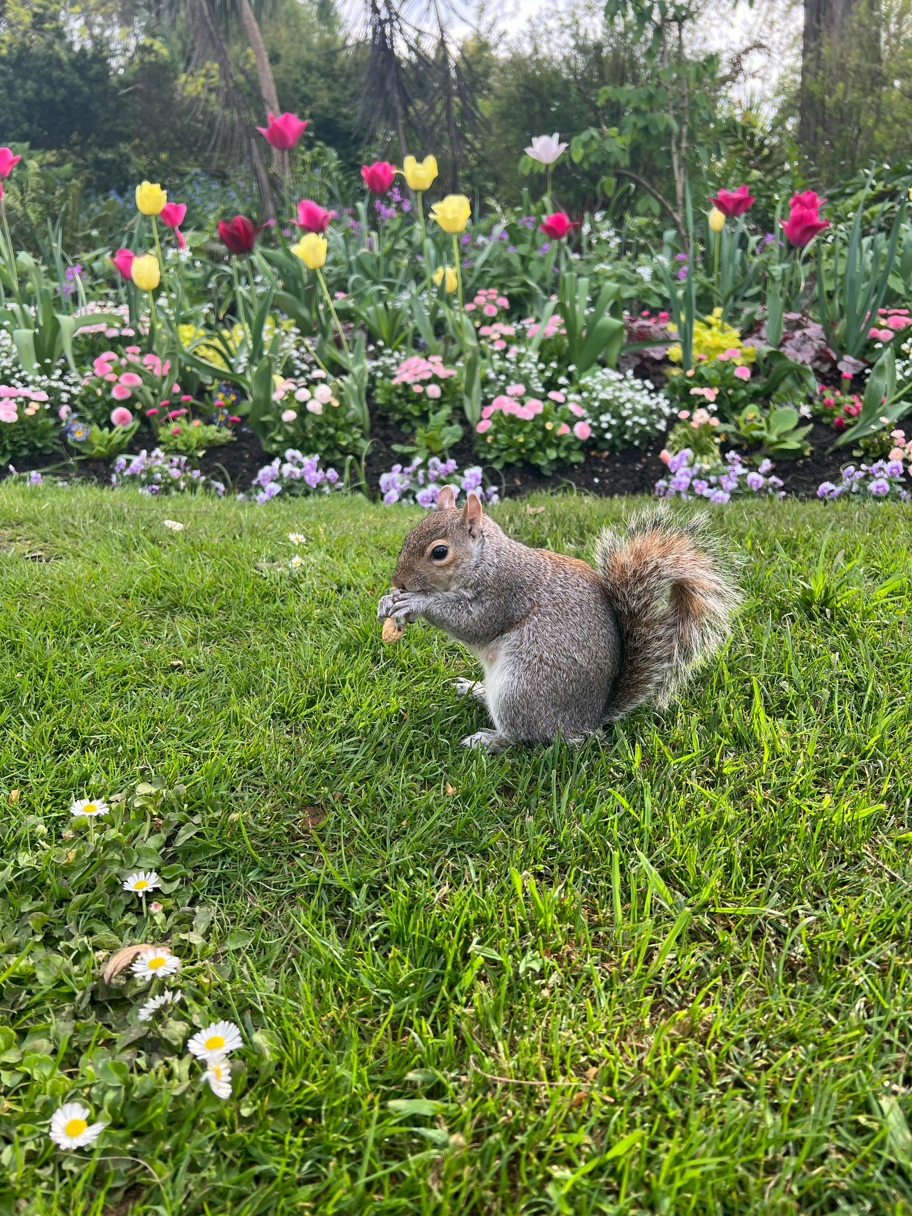 Squirrel in Vibrant Garden in London Park · Free Stock Photo