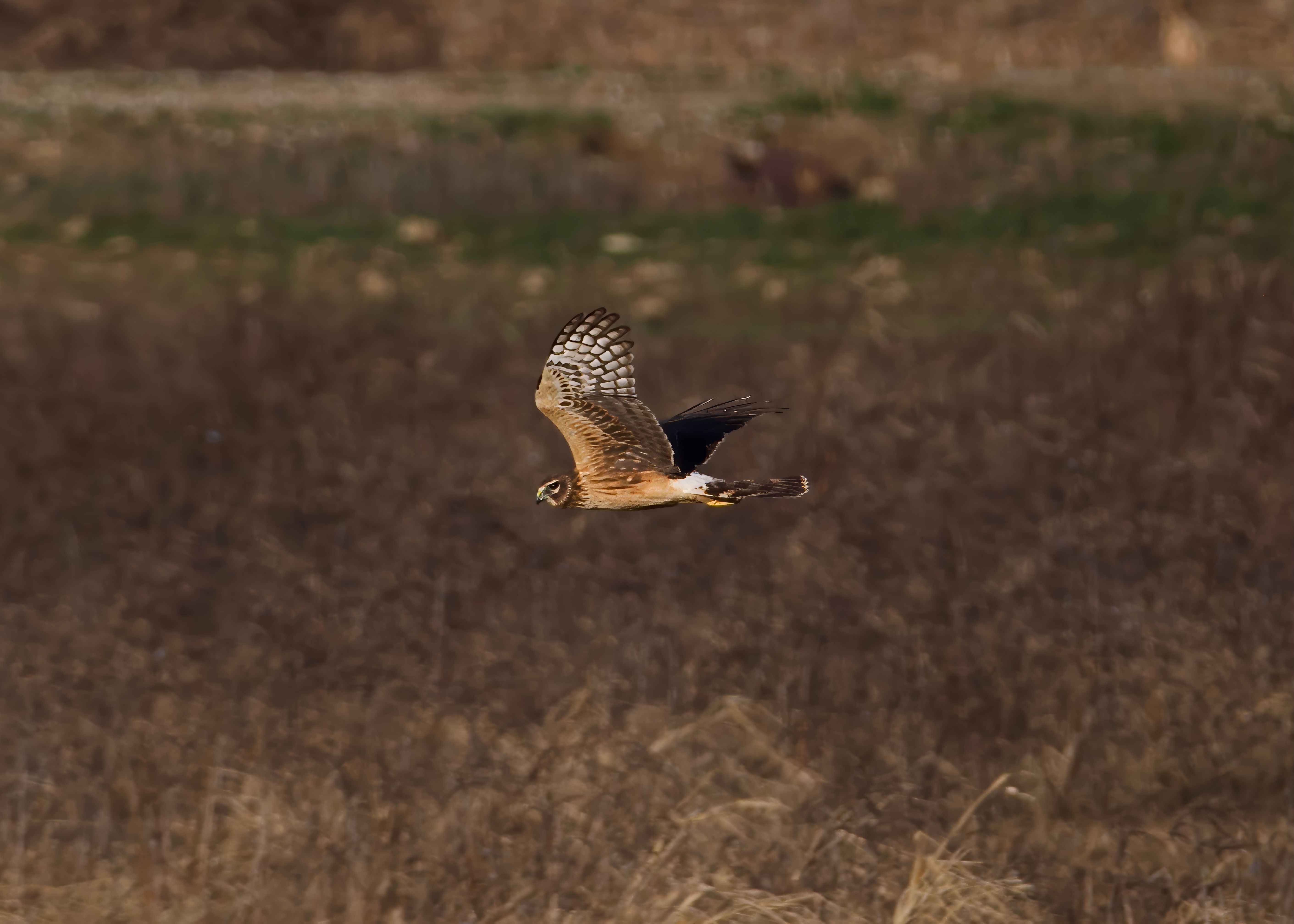 Northern Harrier Flying Over Field in Alabama · Free Stock Photo