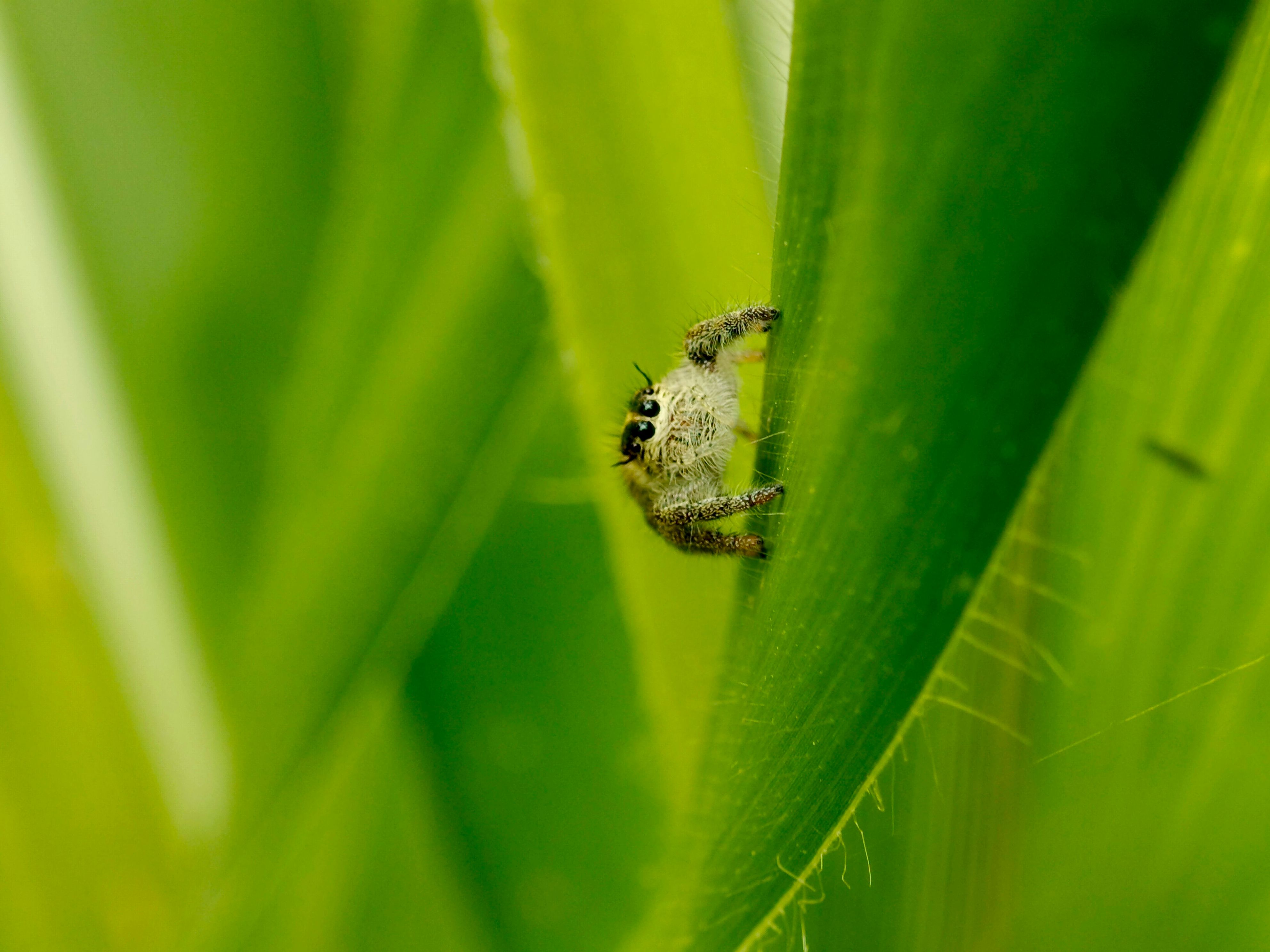 Close-Up of Jumping Spider on Leaf Blade · Free Stock Photo