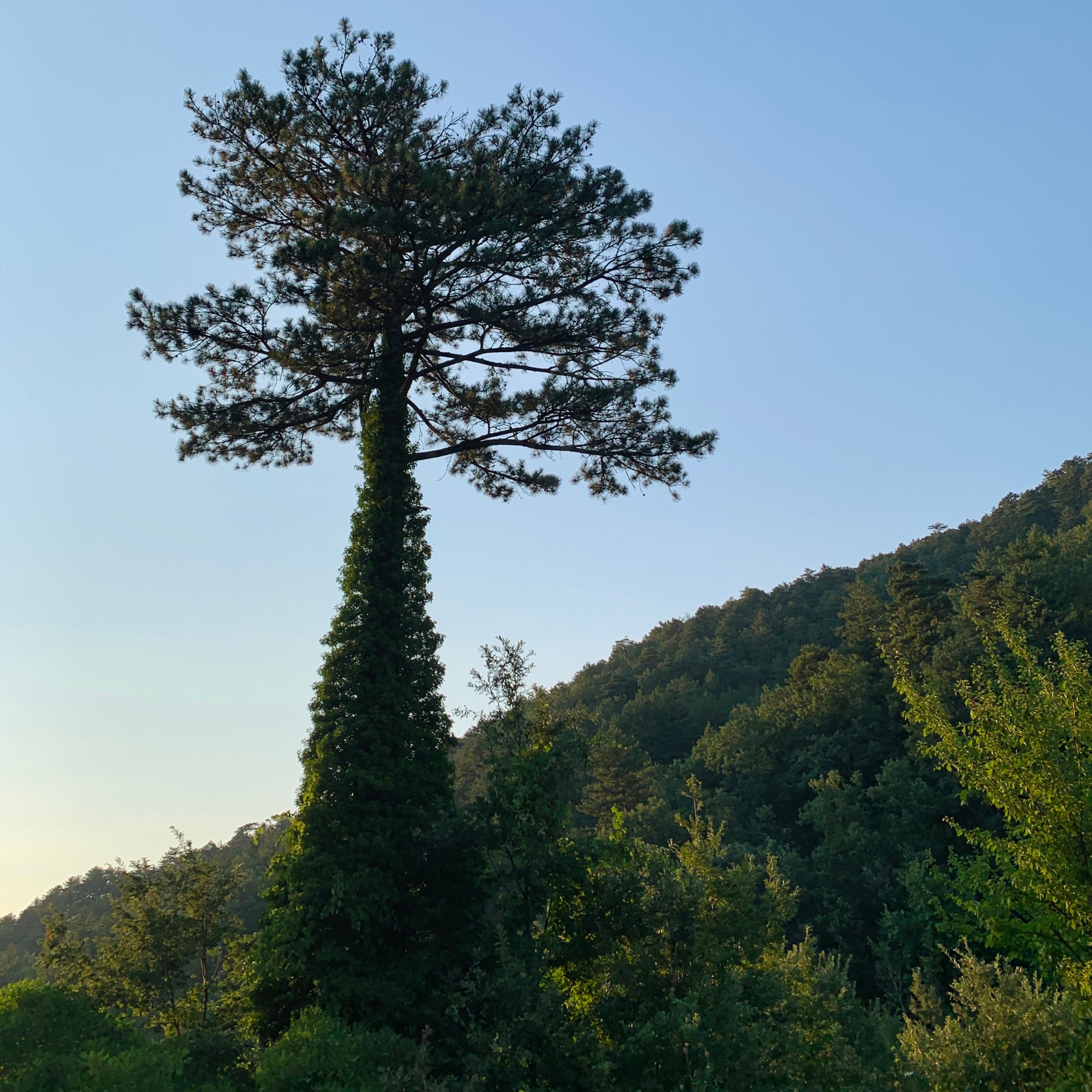 Oxygen Tree Photos, Download The BEST Free Oxygen Tree Stock Photos ...