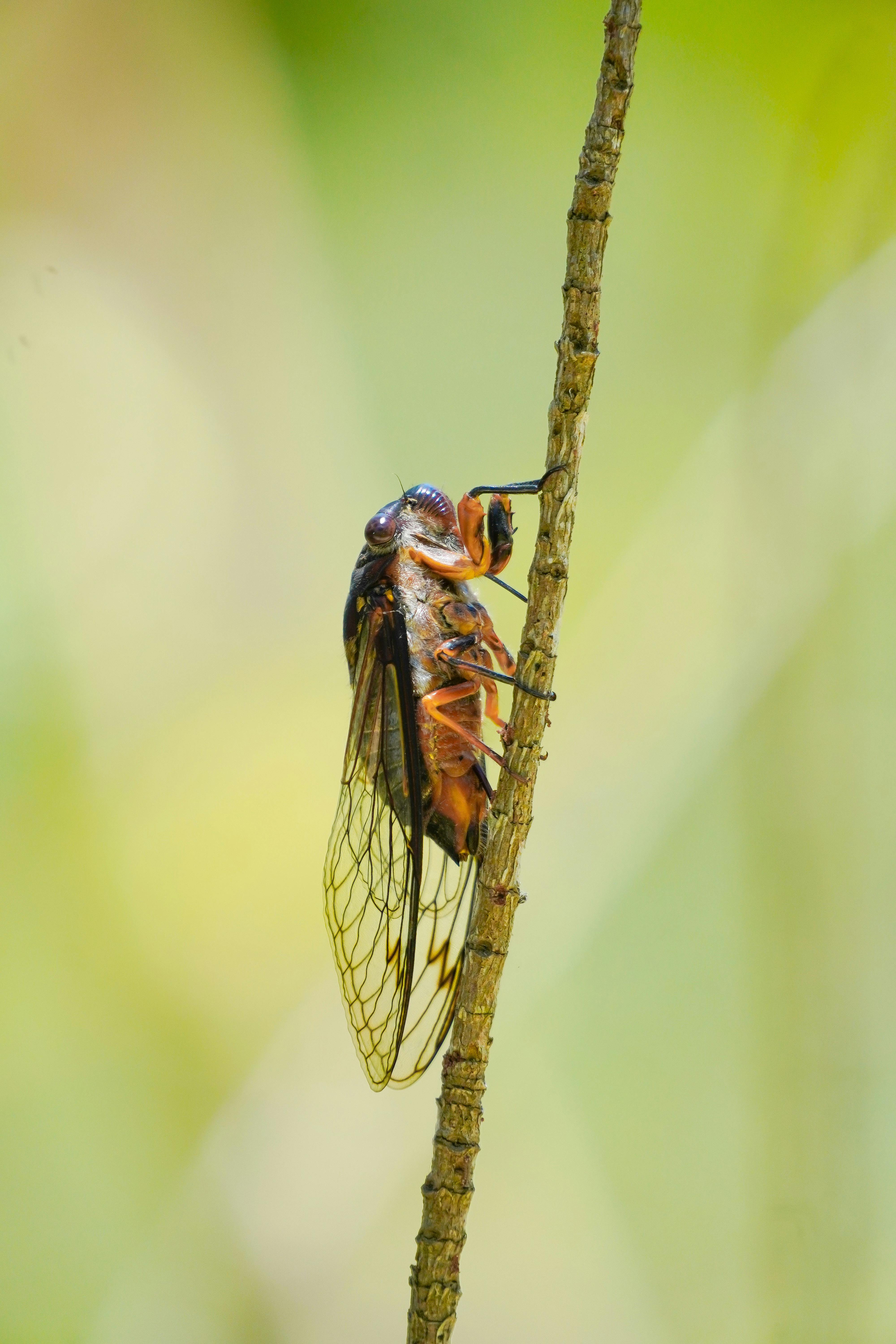 Close-Up of Cicada on Branch in Nature · Free Stock Photo