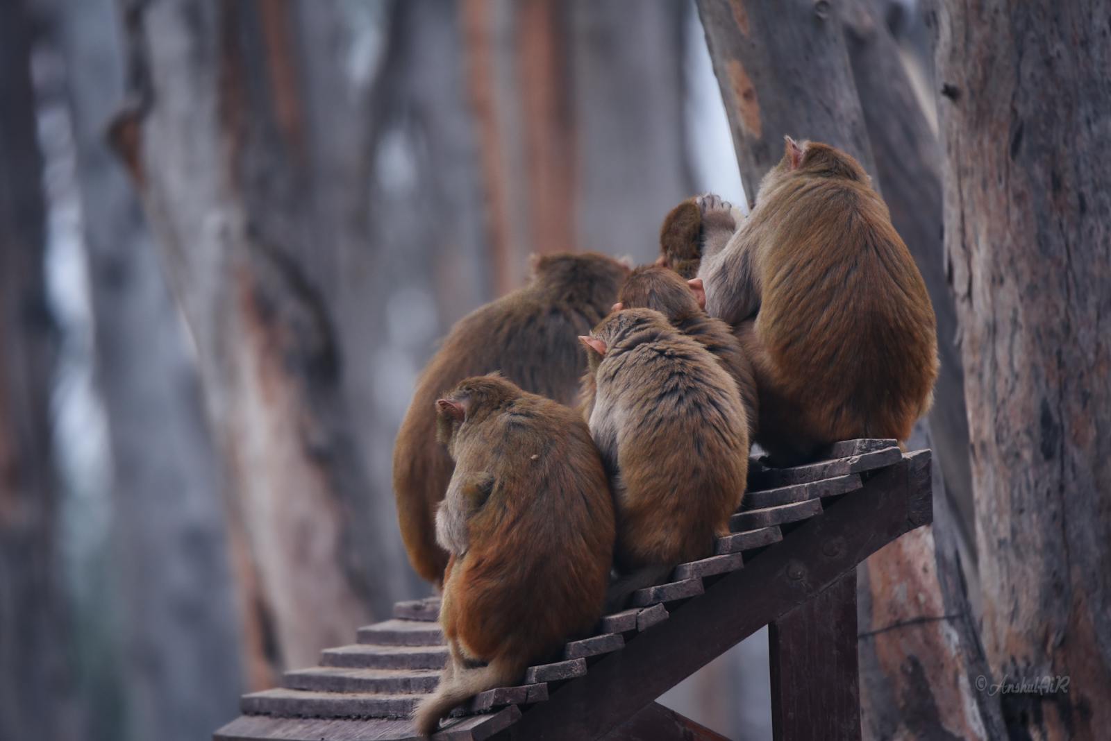 4k Monkey Photos, Download The BEST Free 4k Monkey Stock Photos & HD Images