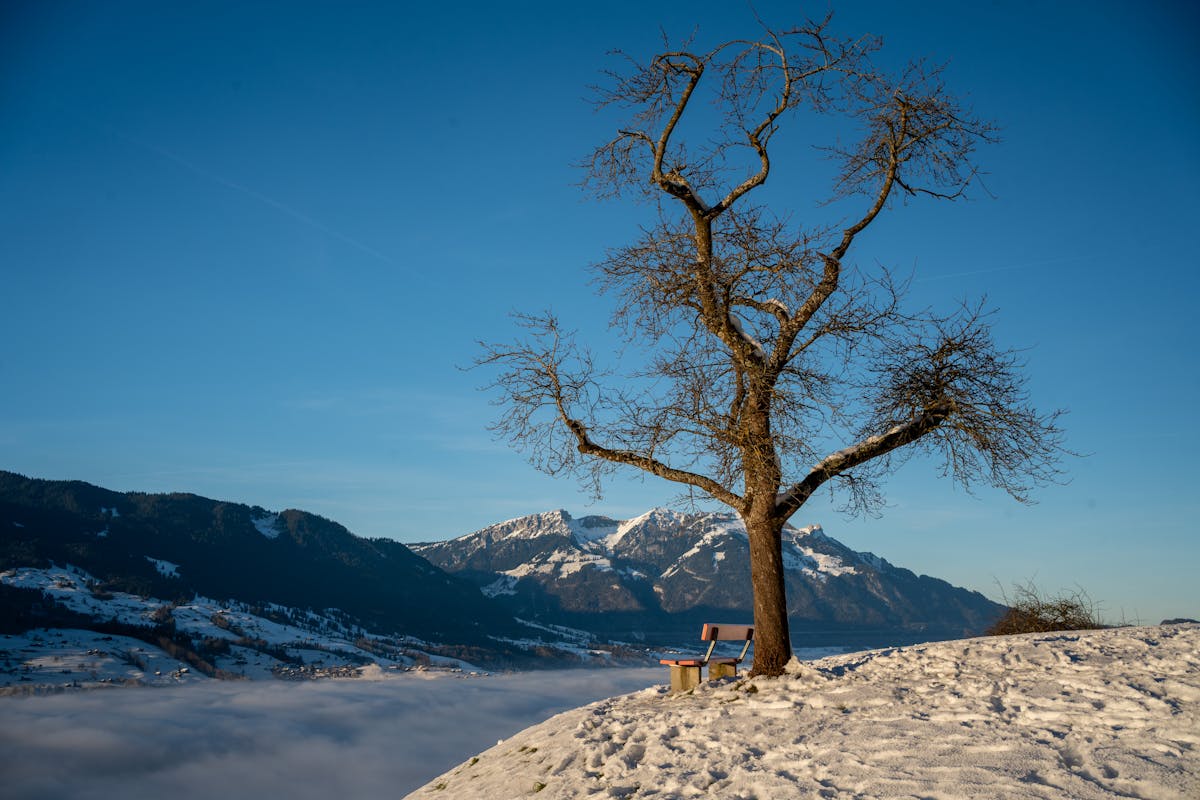 Snow Landscape Photos, Download The BEST Free Snow Landscape Stock ...