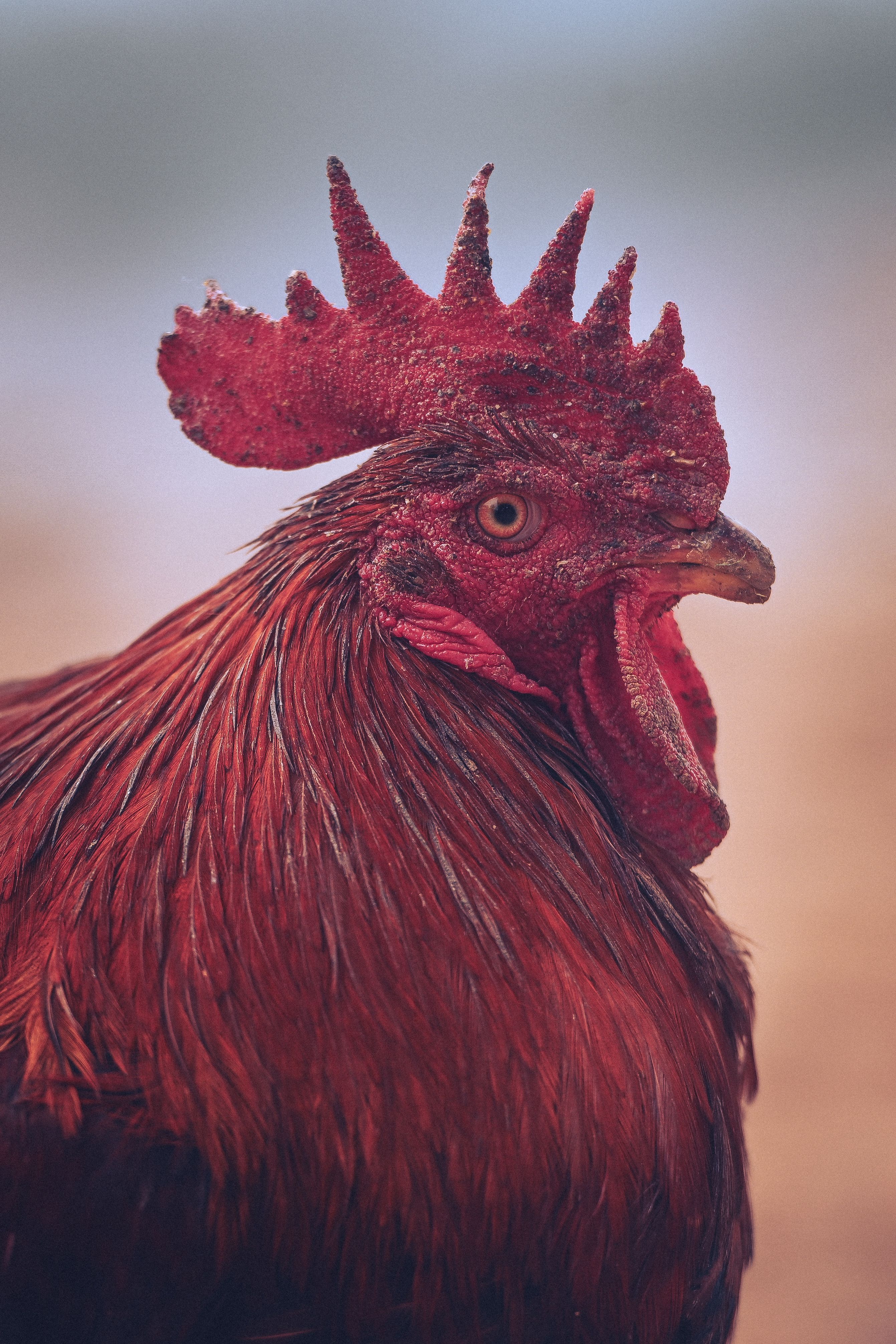 Vibrant Red Rooster Crowing at Sunrise · Free Stock Photo