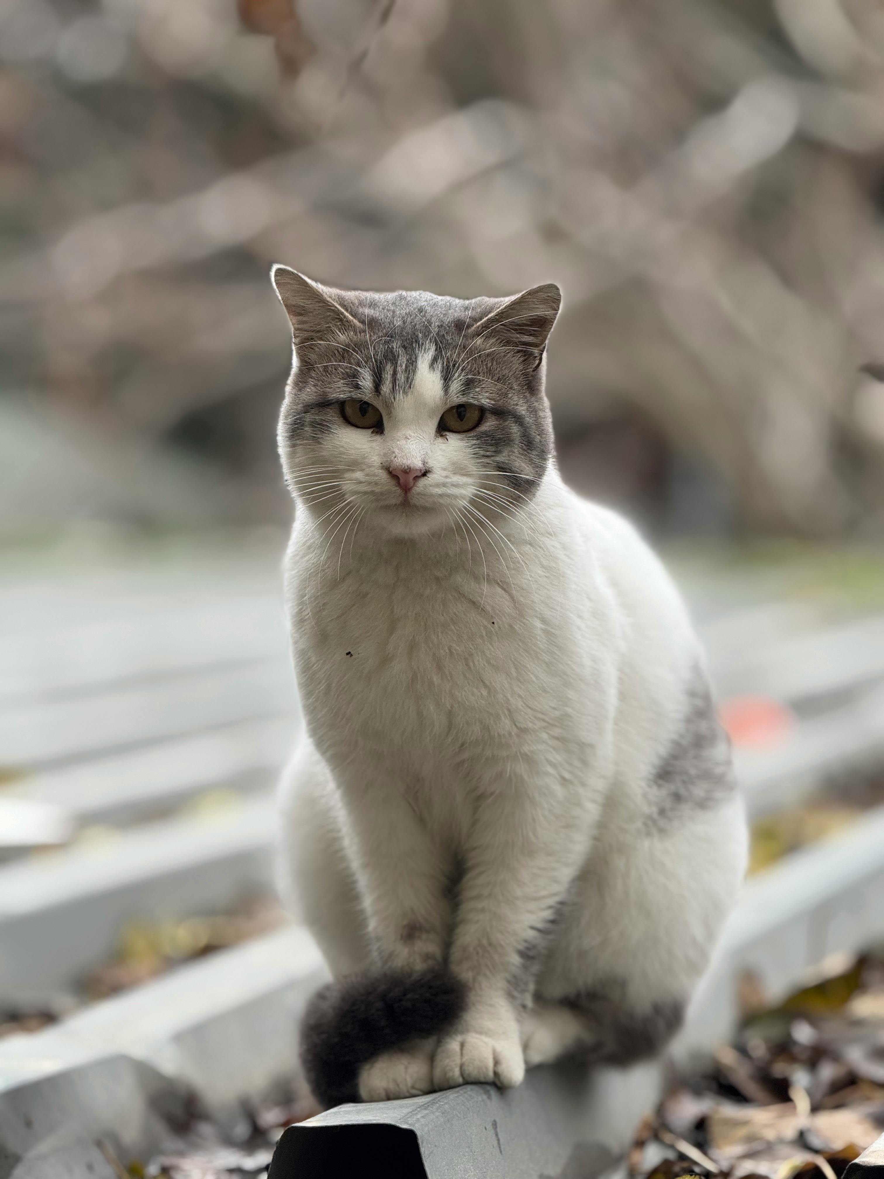 Hunched Cat Photos, Download The BEST Free Hunched Cat Stock Photos ...