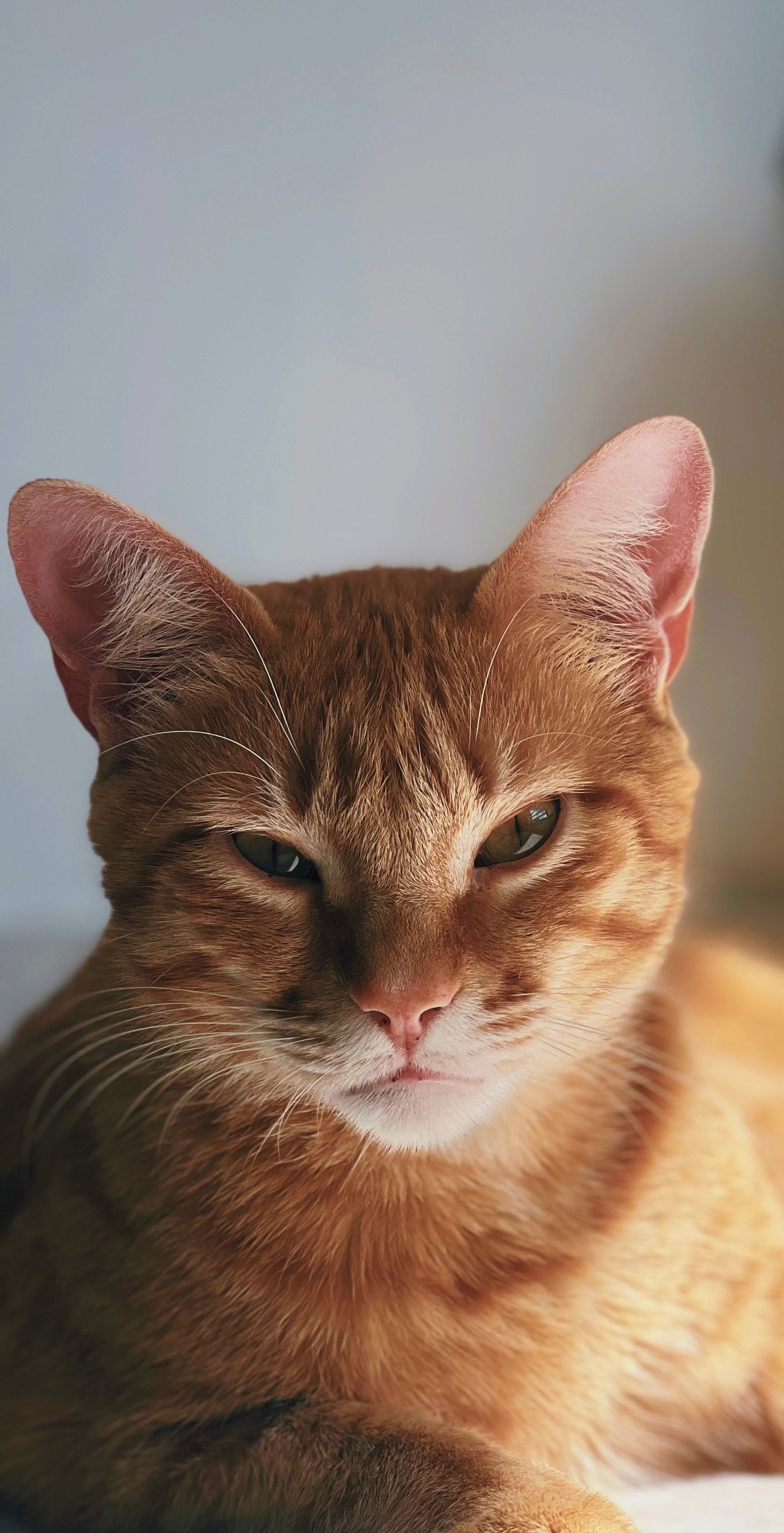 Beautifull Cat Photos, Download The BEST Free Beautifull Cat Stock ...