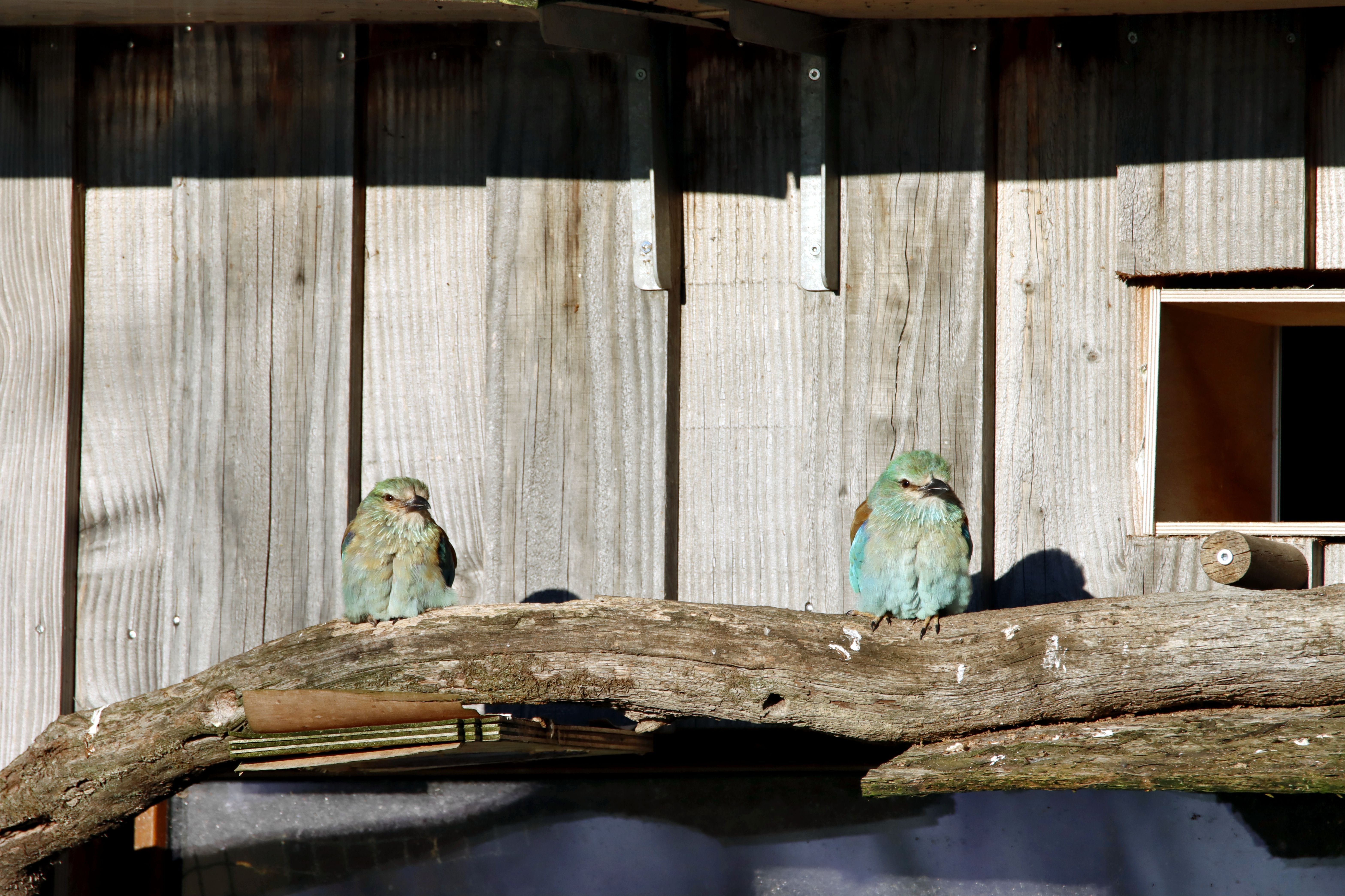 Pair of Birds Perched on Rustic Wooden Structure · Free Stock Photo