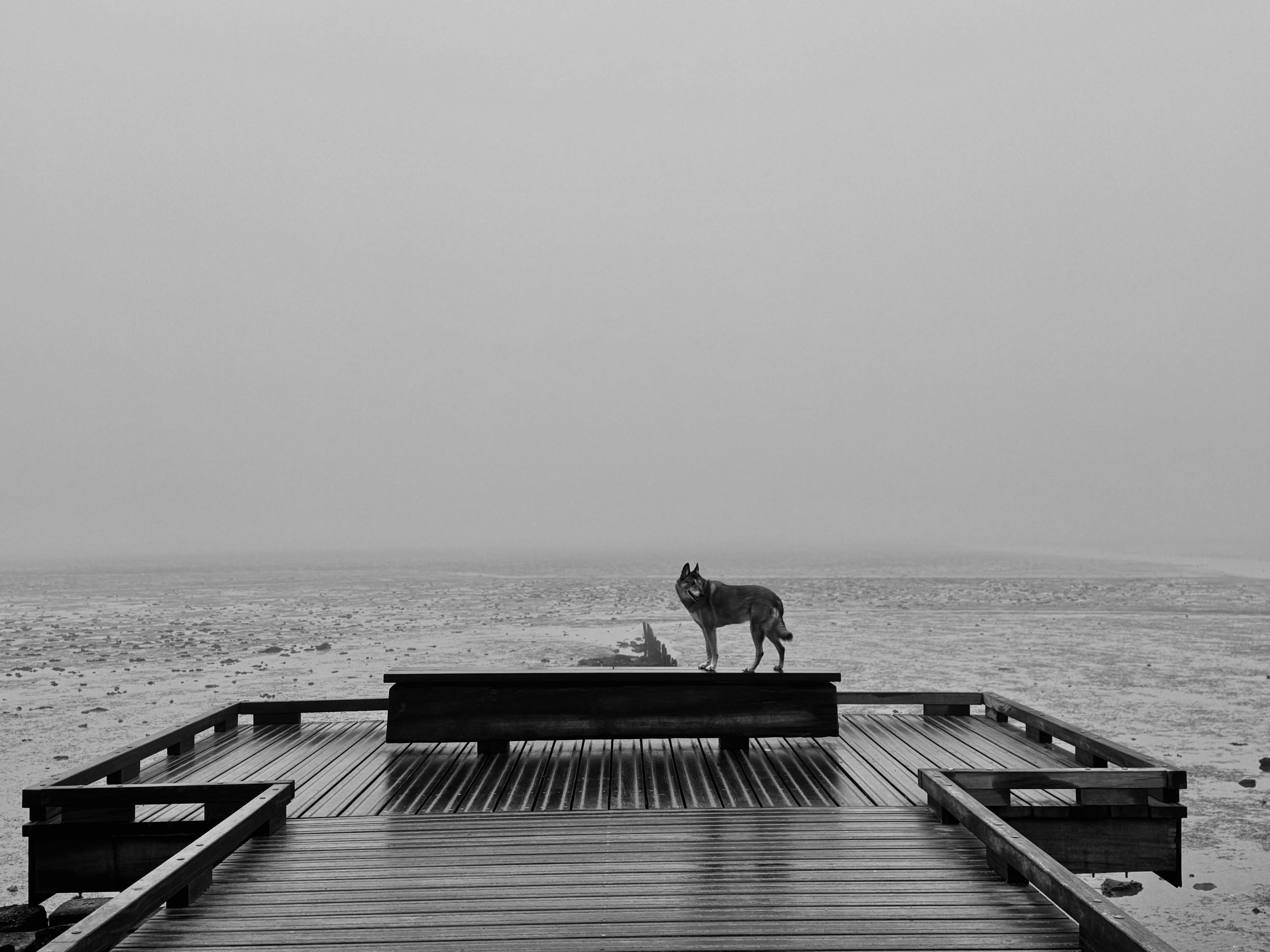 Why Being a Lone Wolf Is Your Secret Superpower - Women Aware Defence