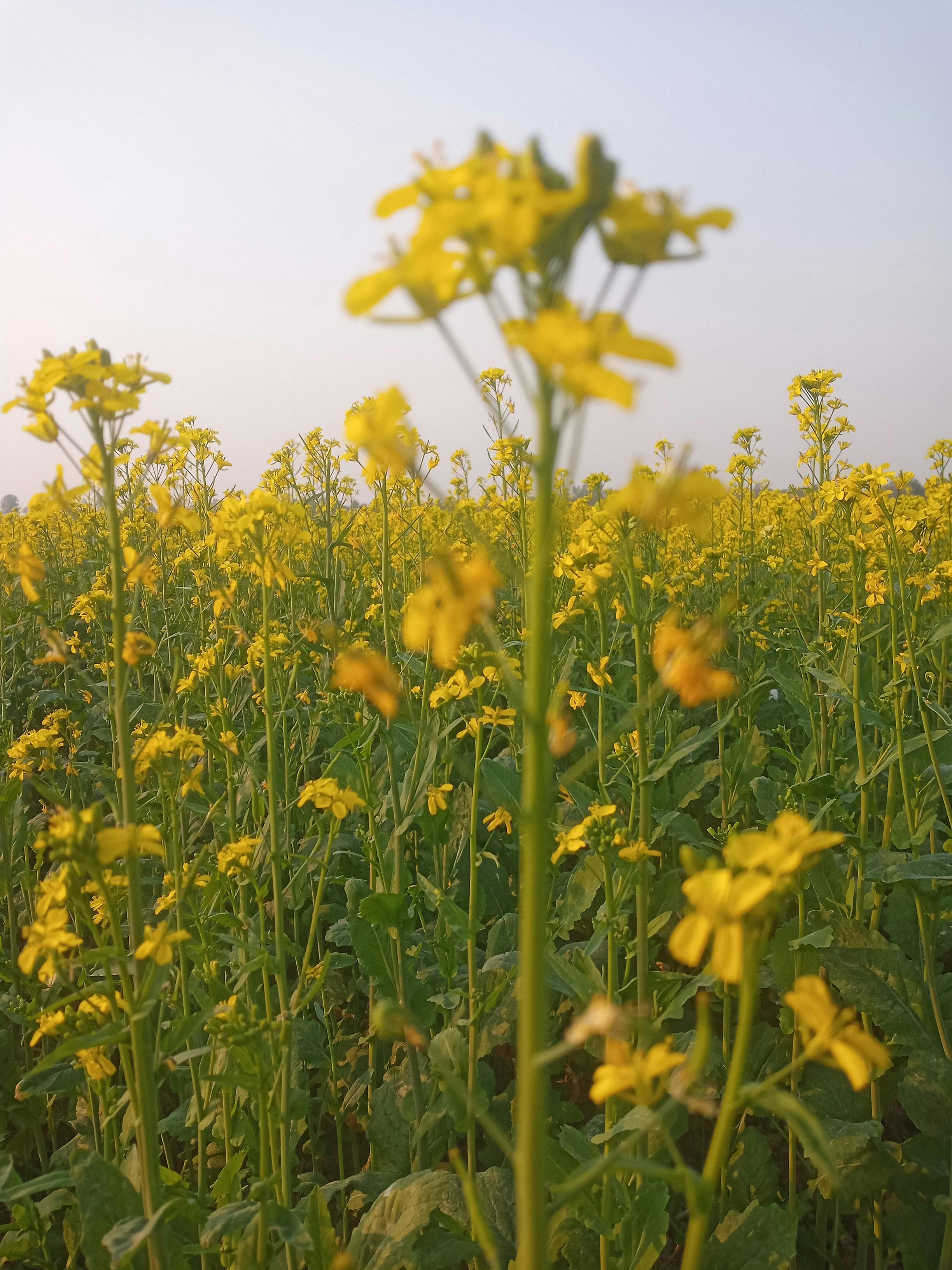 Mustard Crop Photos, Download The BEST Free Mustard Crop Stock Photos ...
