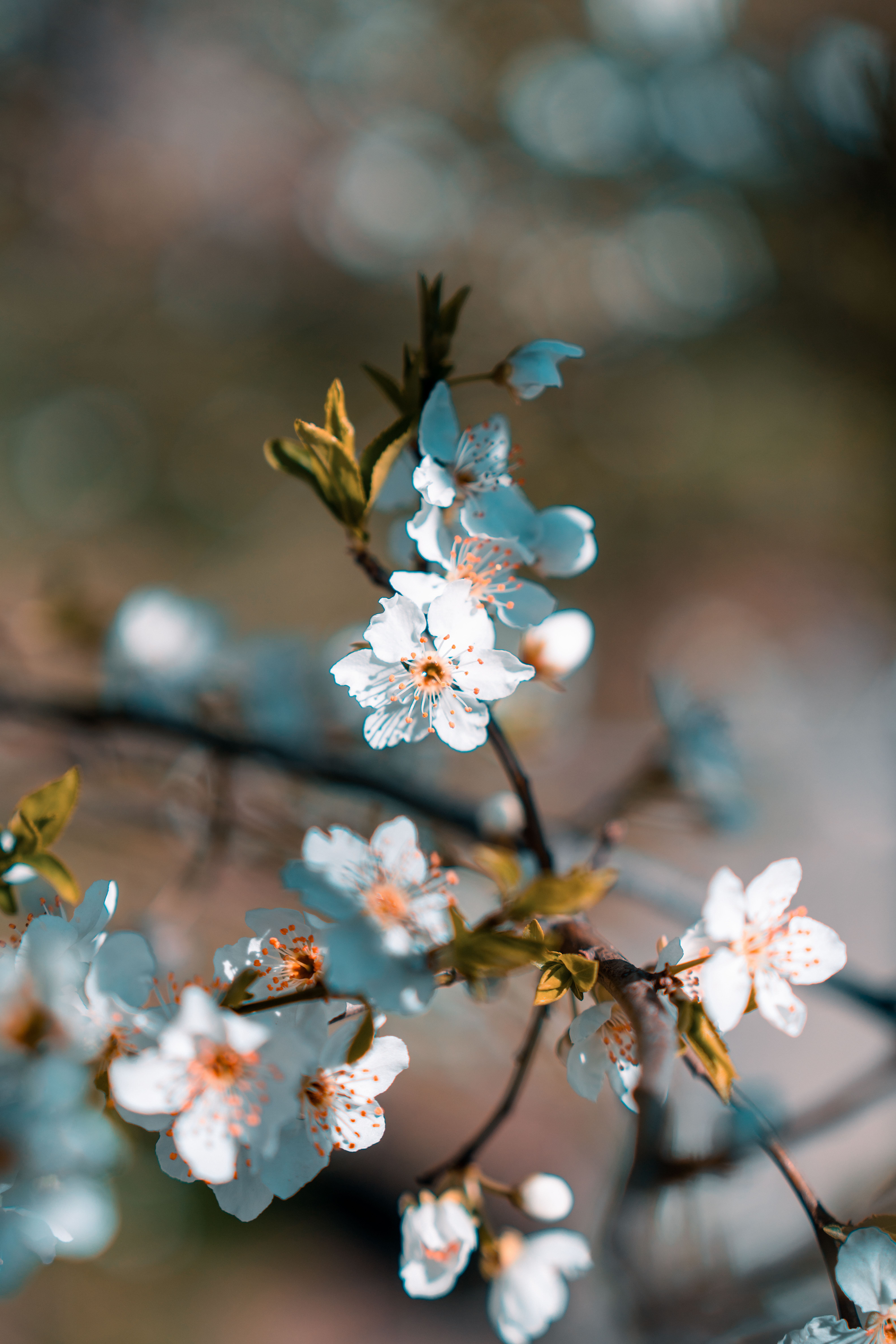 Close-up of Cherry Blossoms in Spring Sunlight · Free Stock Photo