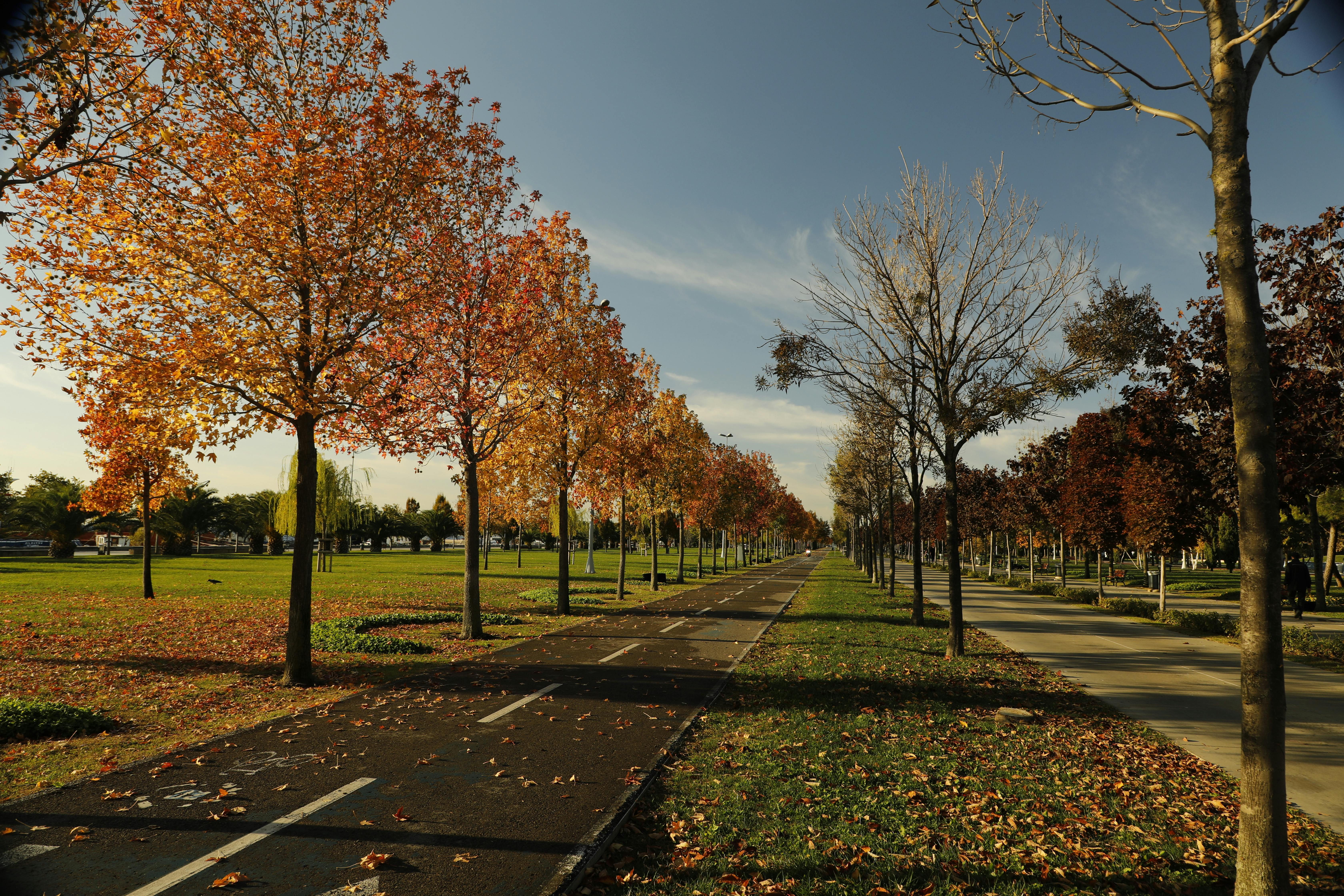 Pathway Near Trees · Free Stock Photo