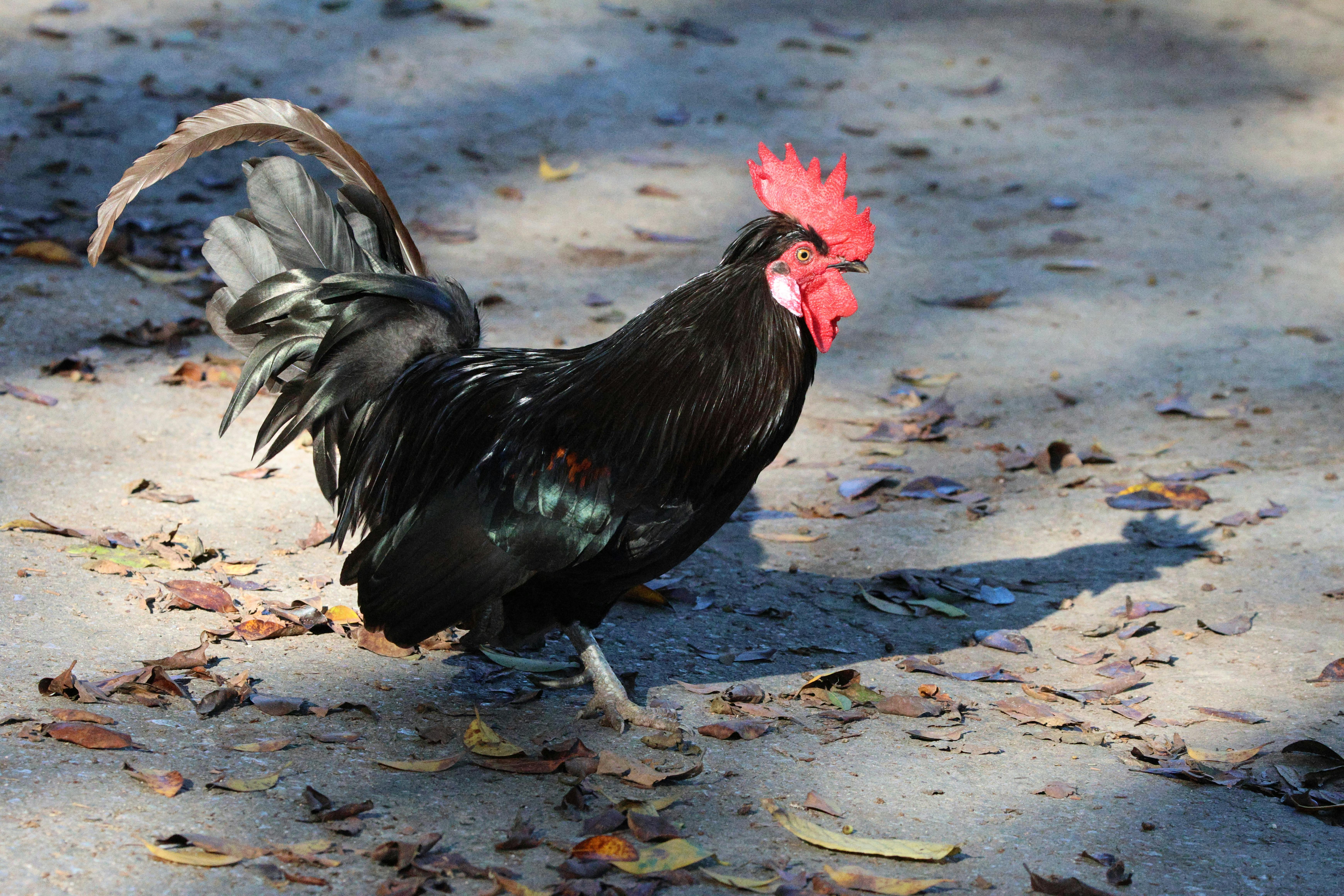 Yapraklarla Kaplı Yolda Yürüyen Horoz · Ücretsiz Stok Fotoğraf