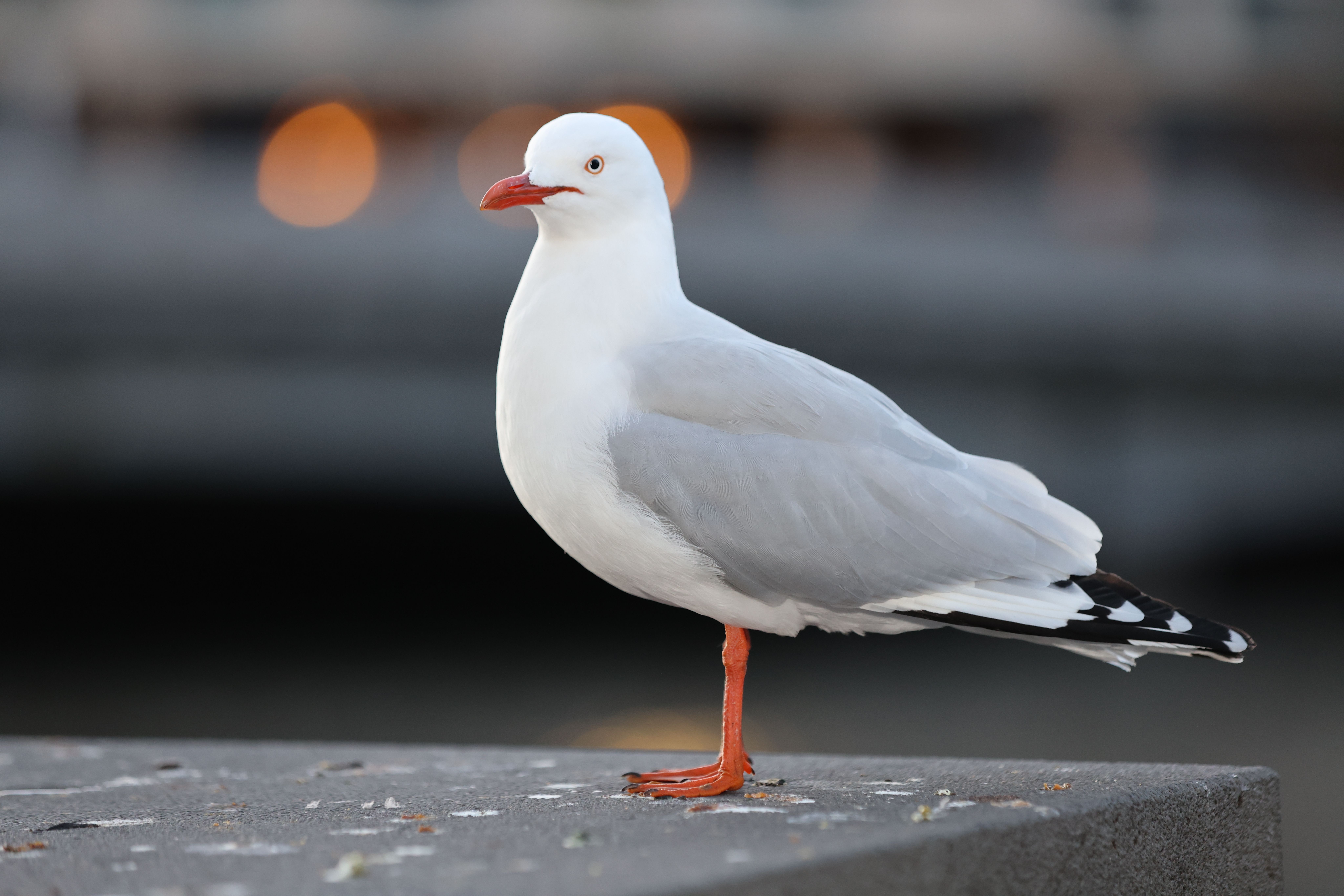 Close-up of a Silver Gull Standing on a Wall · Free Stock Photo
