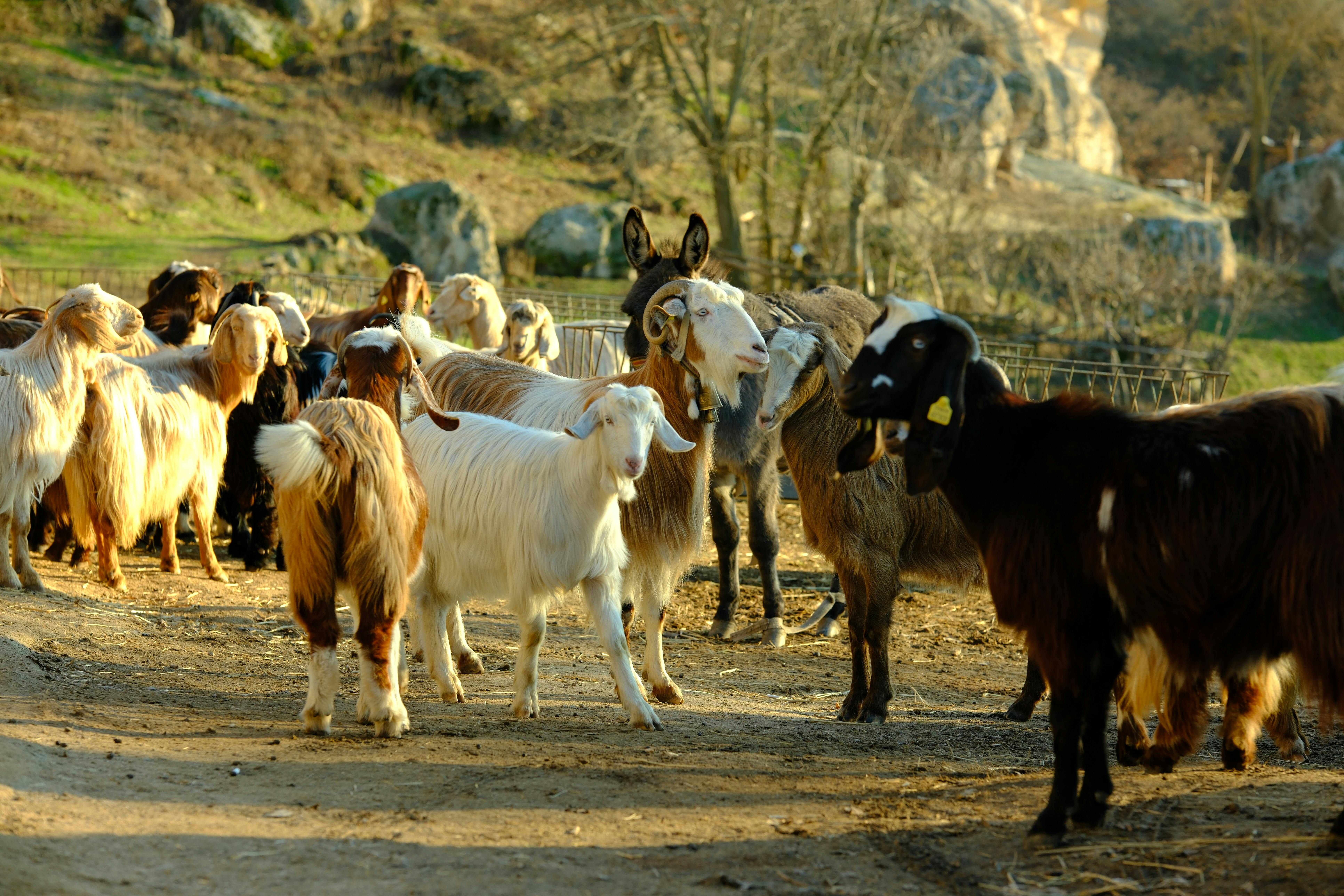 Animals In A Farm Photos, Download The BEST Free Animals In A Farm ...