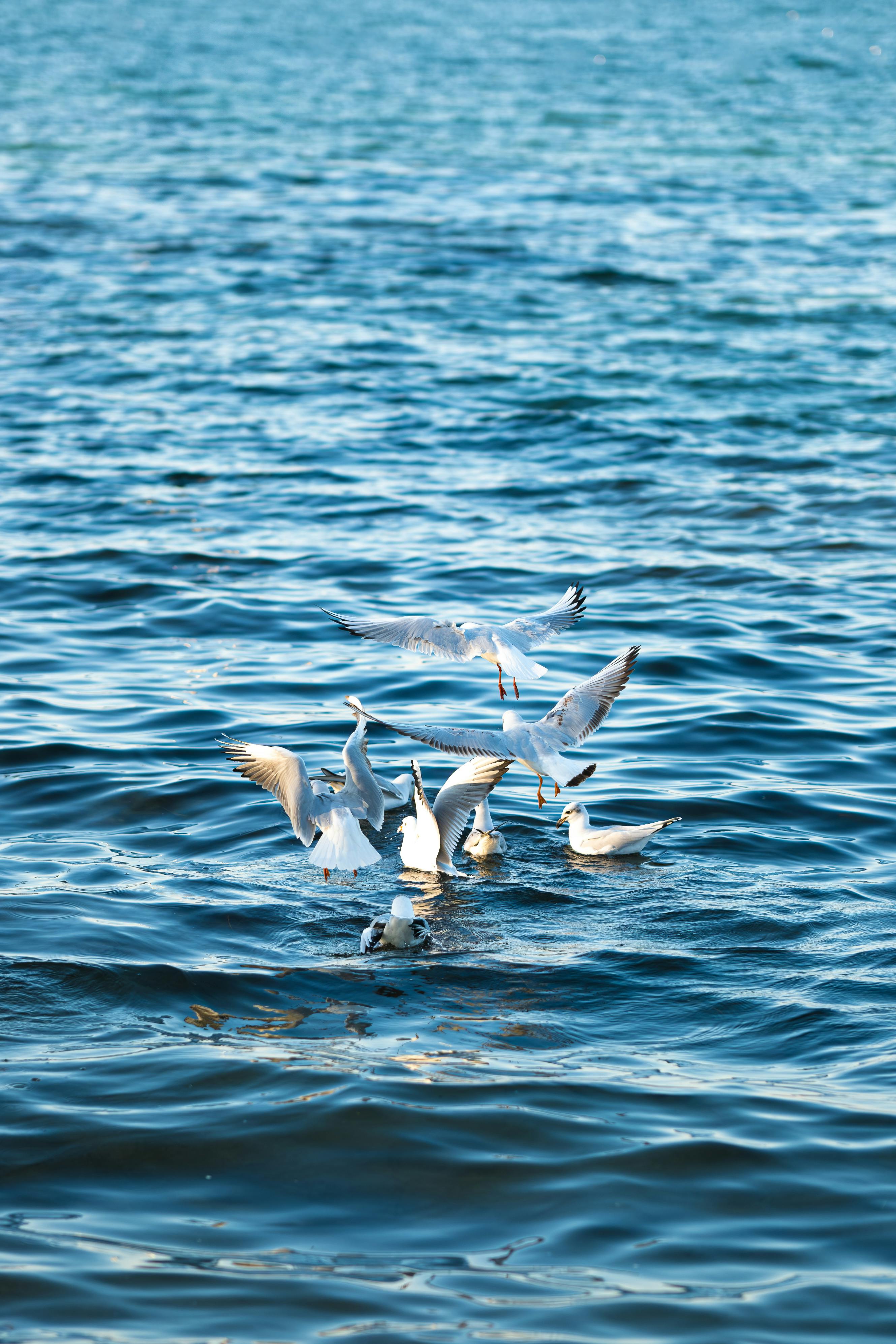 Seagulls Soaring Over Yalova's Blue Waters · Free Stock Photo