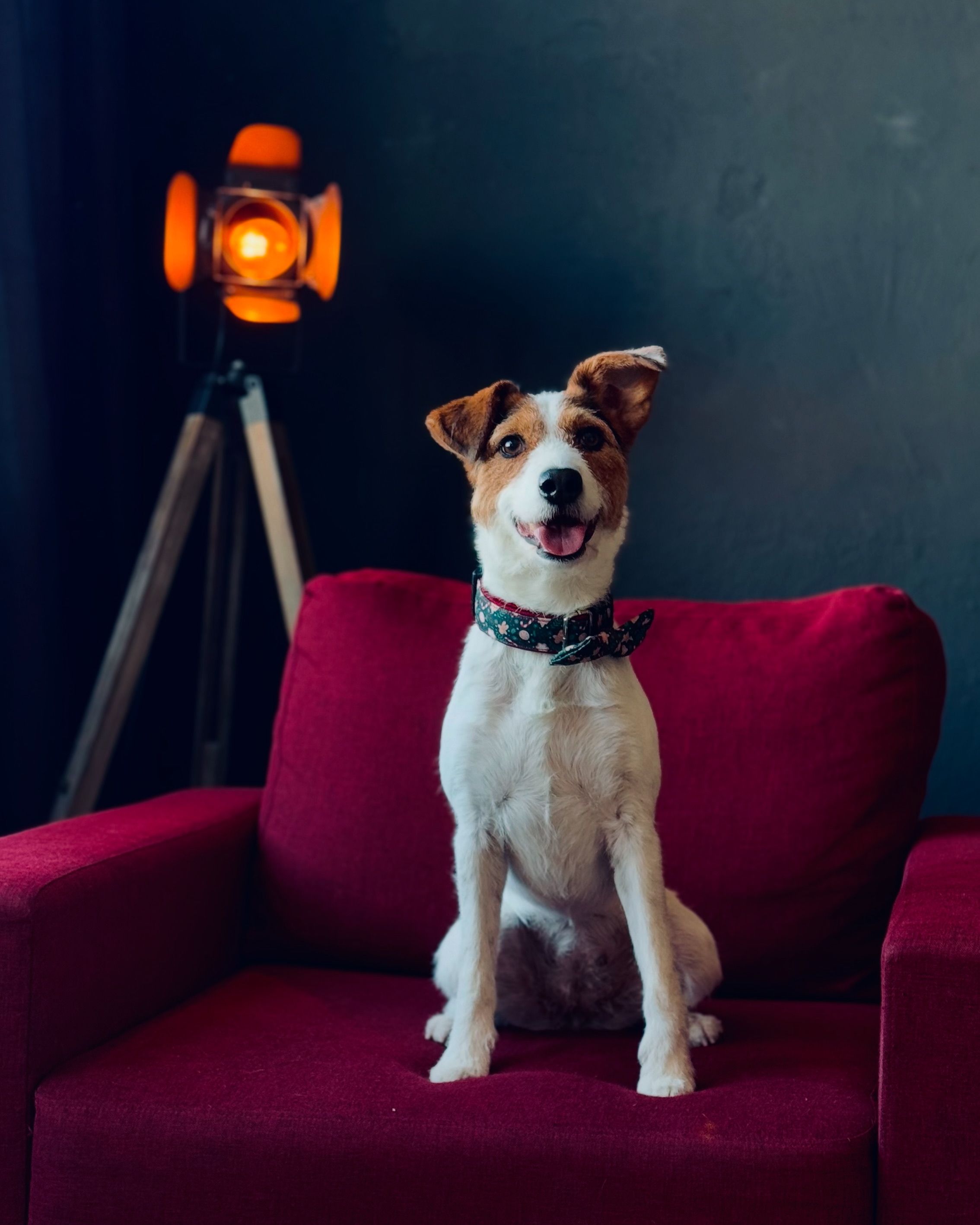 Adorable Dog Sitting on Red Chair in Cozy Setting · Free Stock Photo
