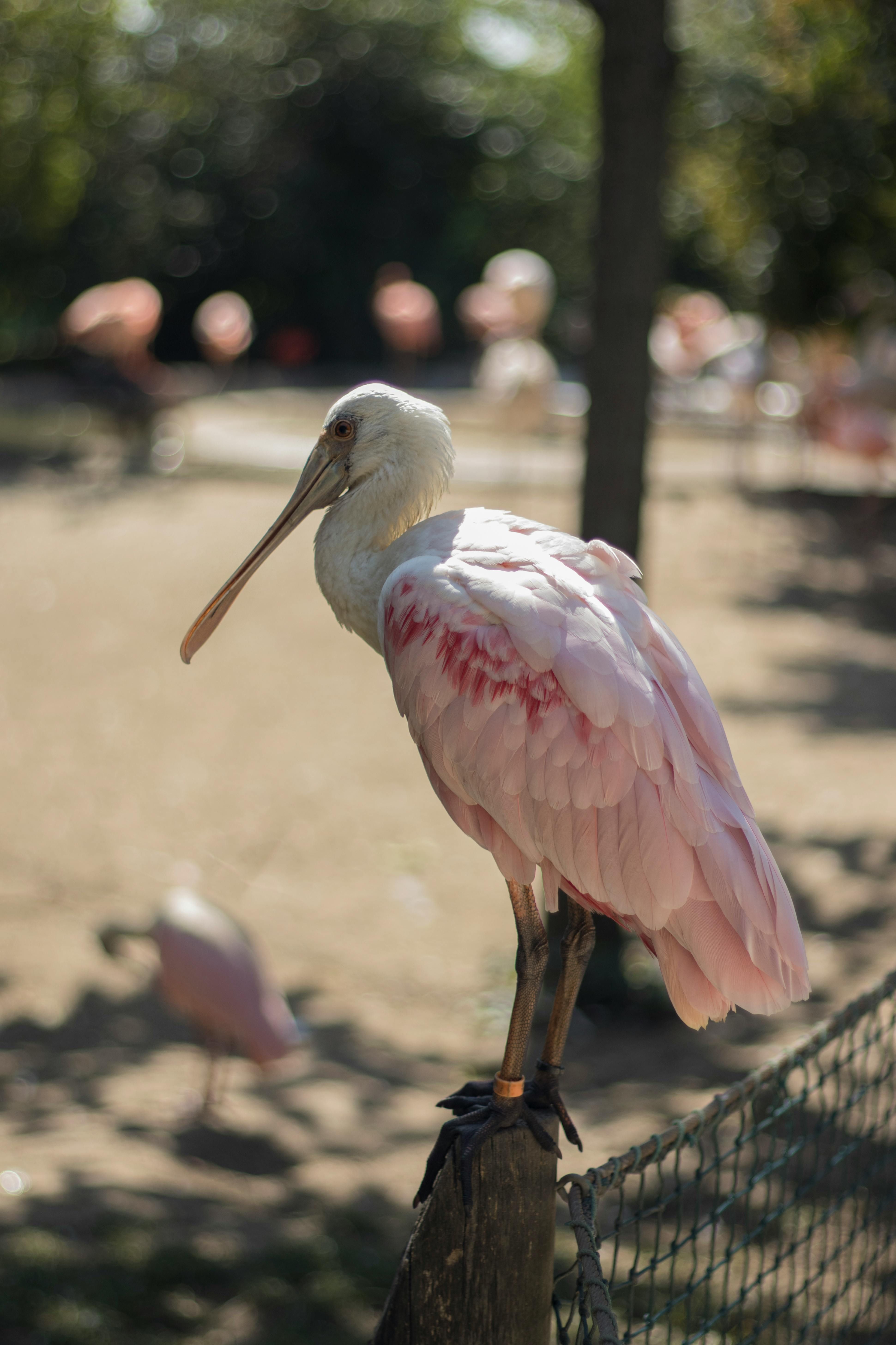 Pink Spoonbill Perched on Fence in Nature Park · Free Stock Photo