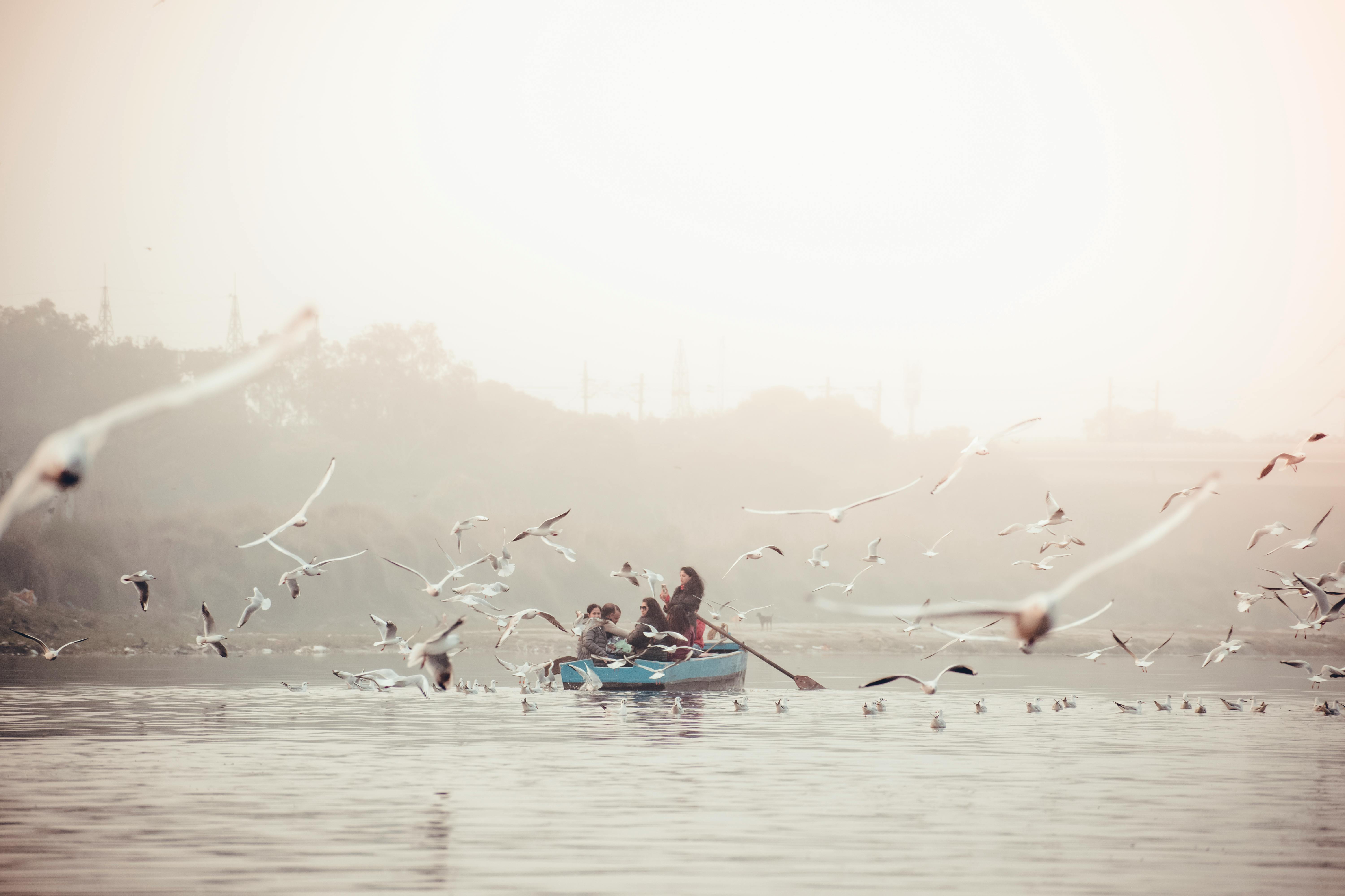 Birds Groups Photos, Download The BEST Free Birds Groups Stock Photos ...