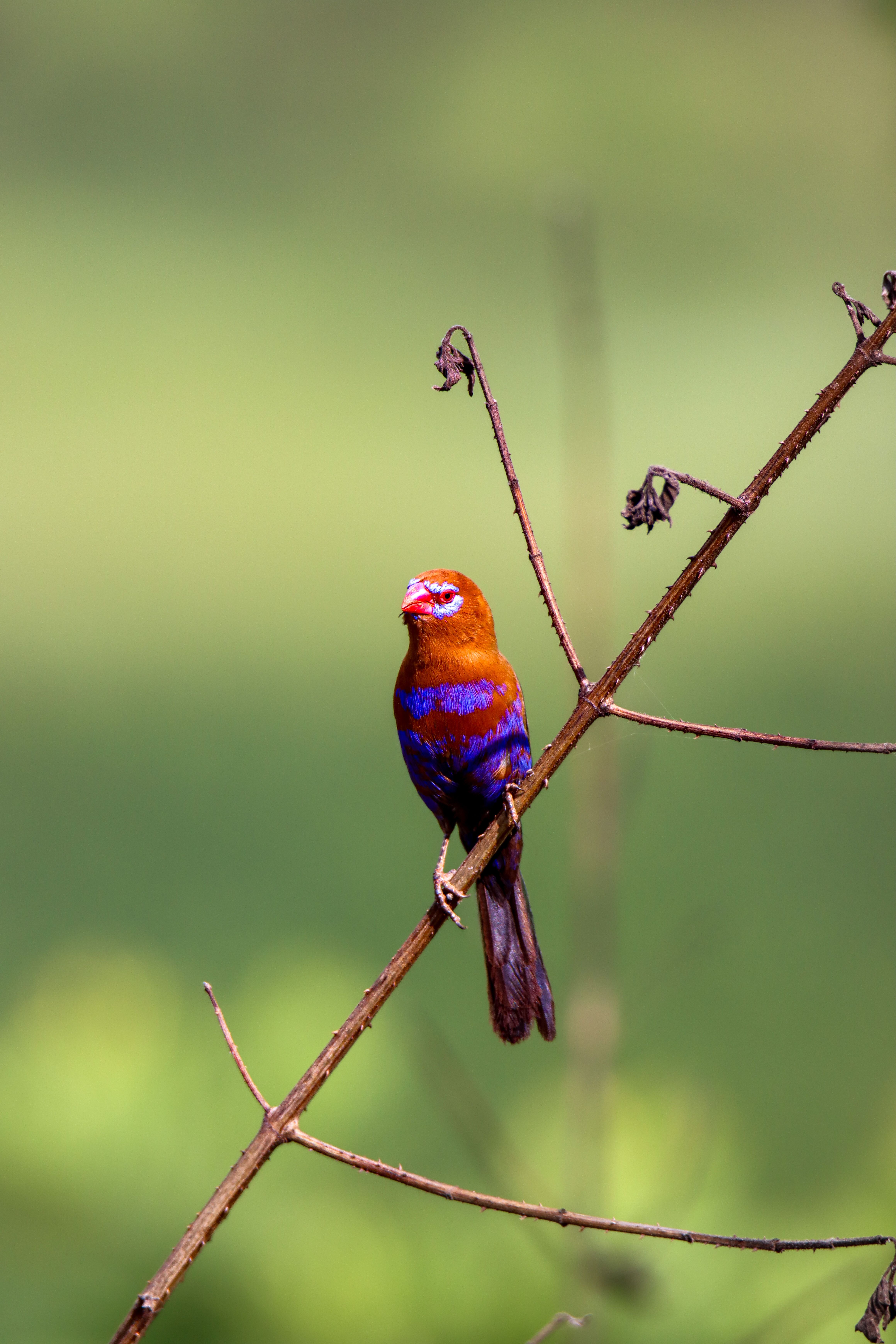 Foto de stock gratuita sobre al aire libre, amante de la naturaleza ...