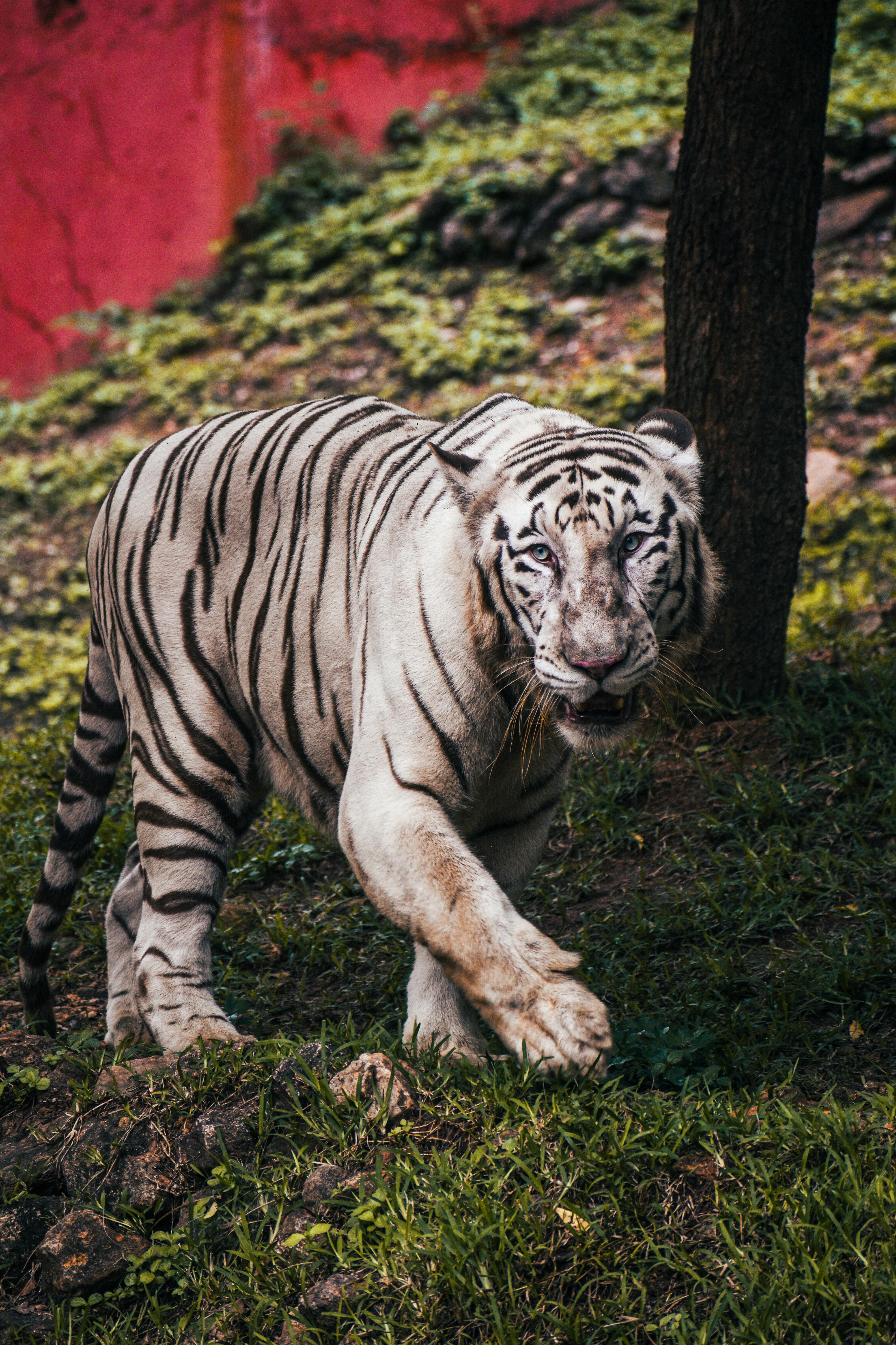 Majestic White Tiger in Indian Natural Habitat · Free Stock Photo