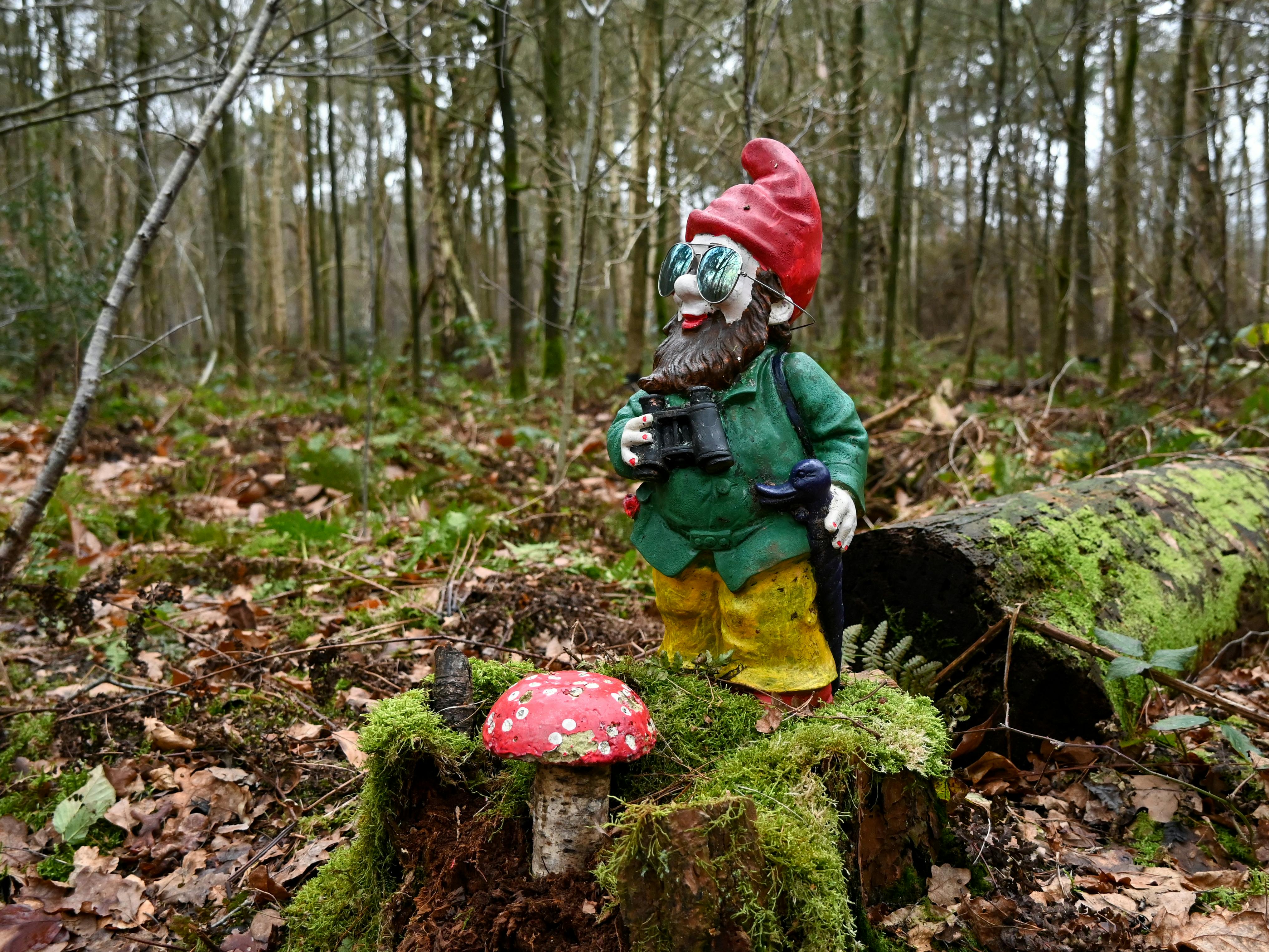 Toadstool Photos, Download The BEST Free Toadstool Stock Photos & HD Images