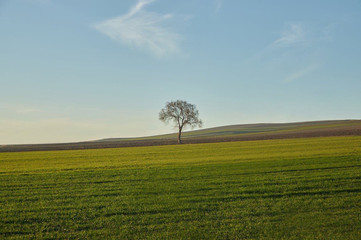 Tree Wallpaper Photos, Download The BEST Free Tree Wallpaper Stock ...