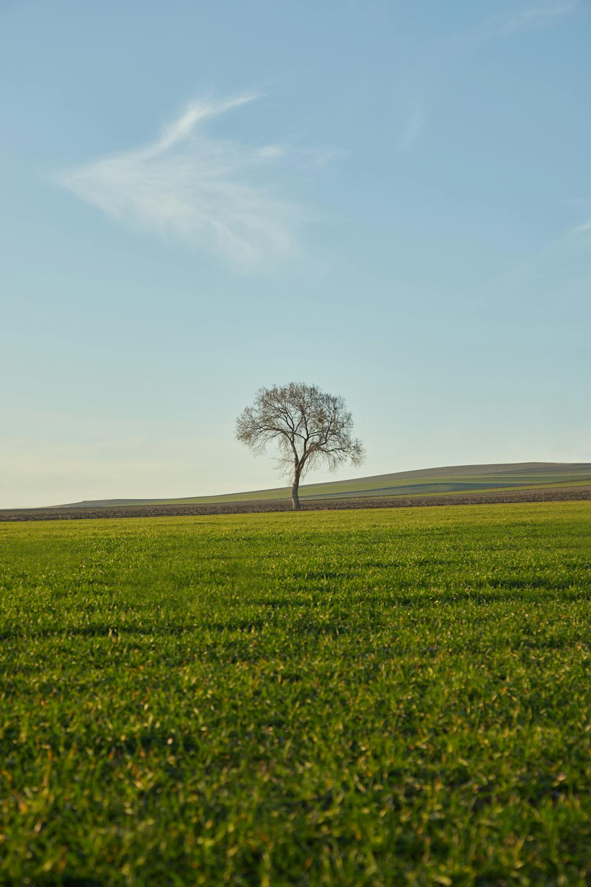 Tree Wallpaper Photos, Download The BEST Free Tree Wallpaper Stock ...