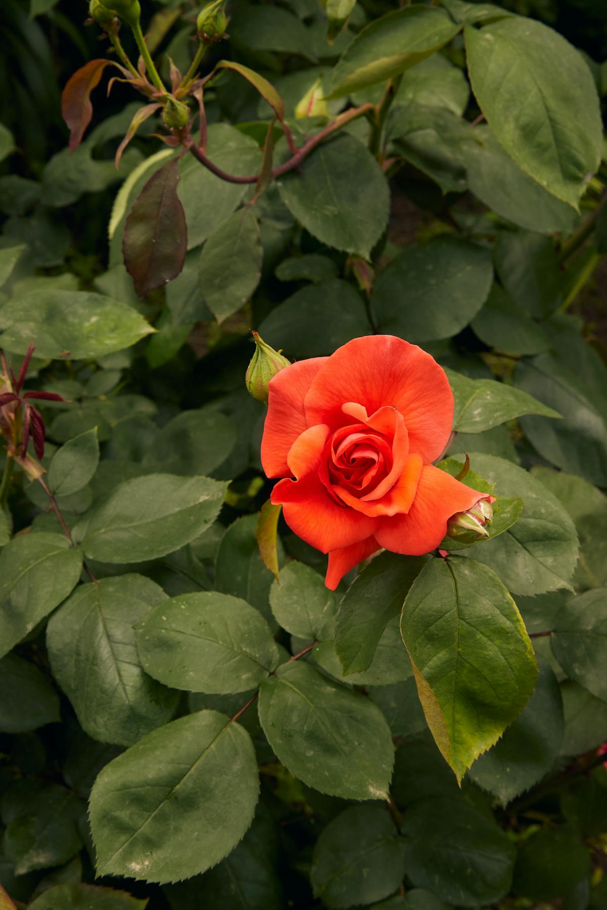 Rose Bush Photos, Download The BEST Free Rose Bush Stock Photos & HD Images