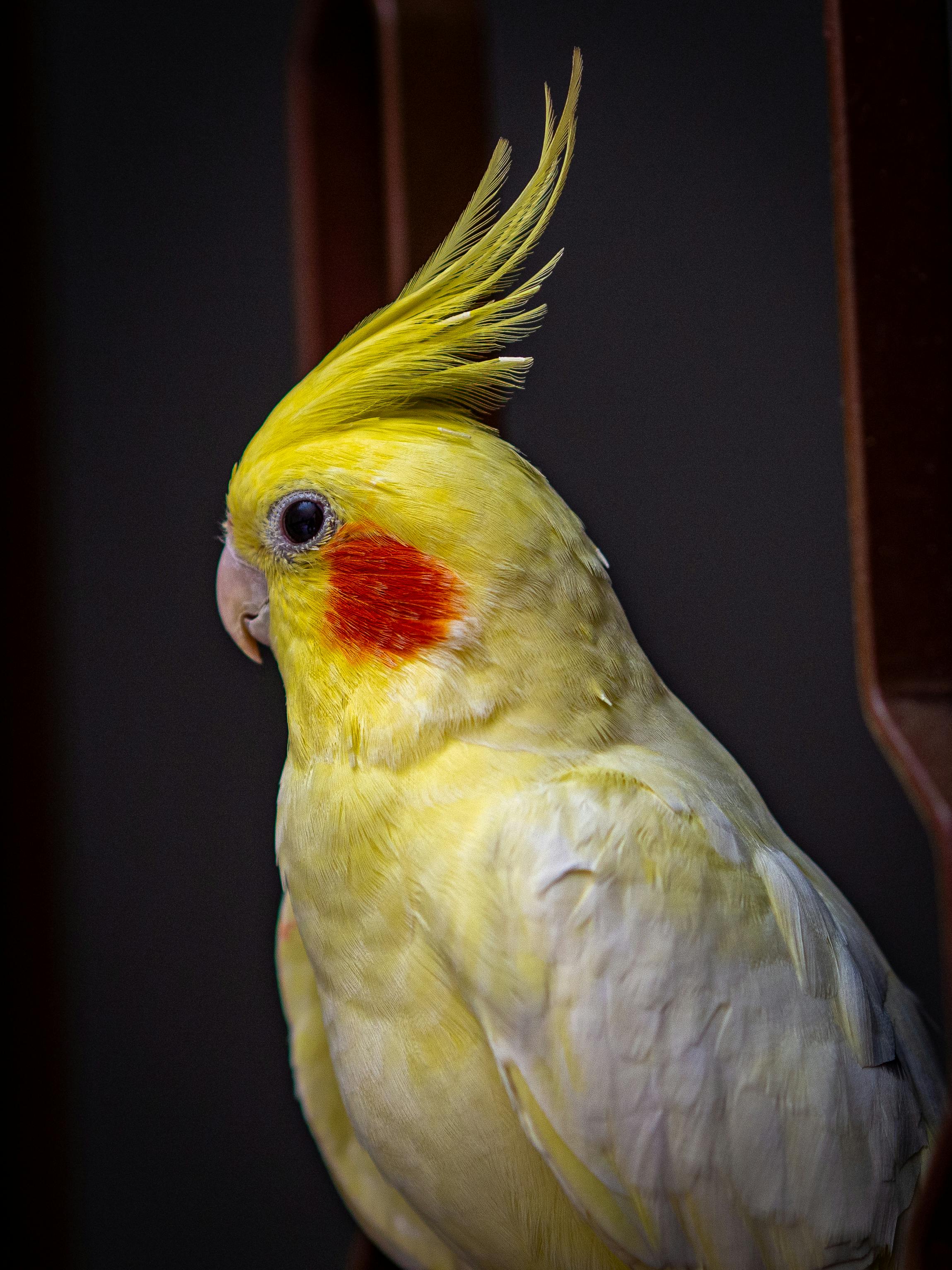 Close-up Photo of Cockatiel · Free Stock Photo