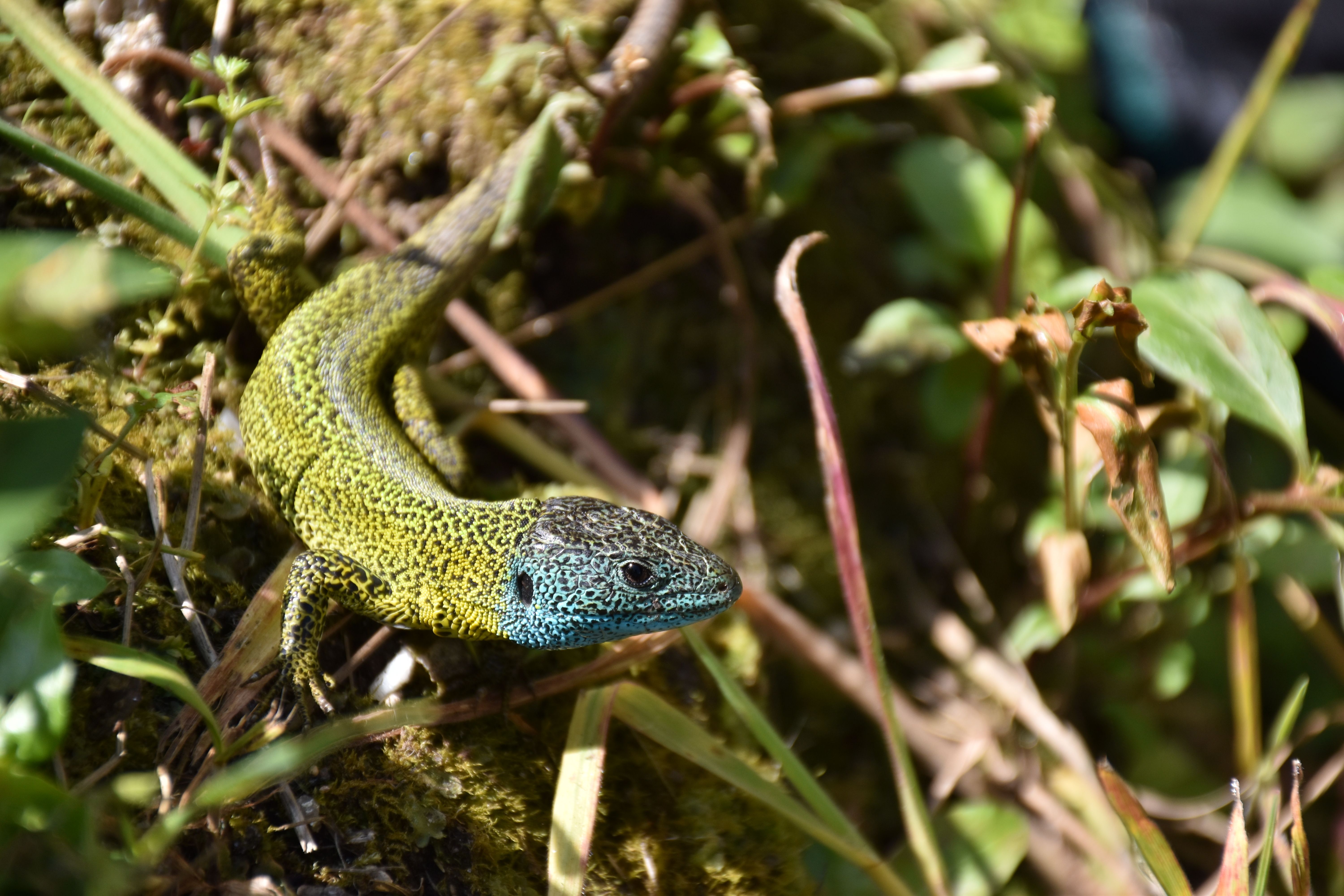 Close-Up of Ocellated Lizard in Galicia, Spain · Free Stock Photo