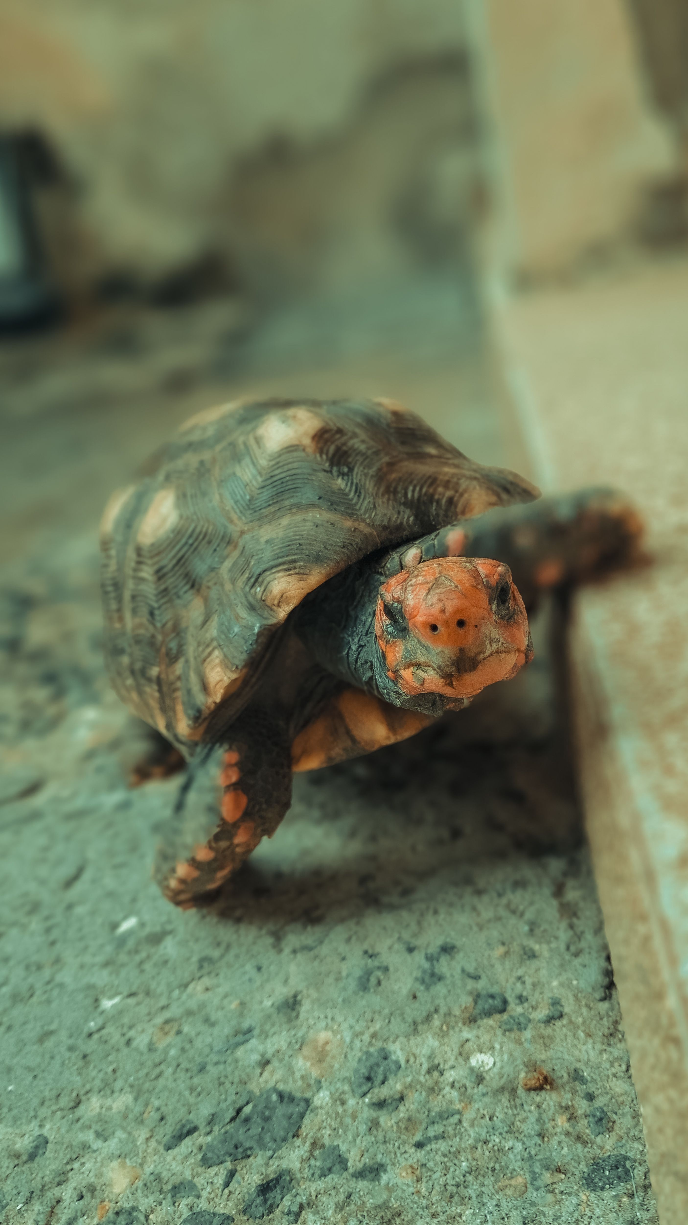 Close-up of Tortoise on Stone Surface Outdoors · Free Stock Photo